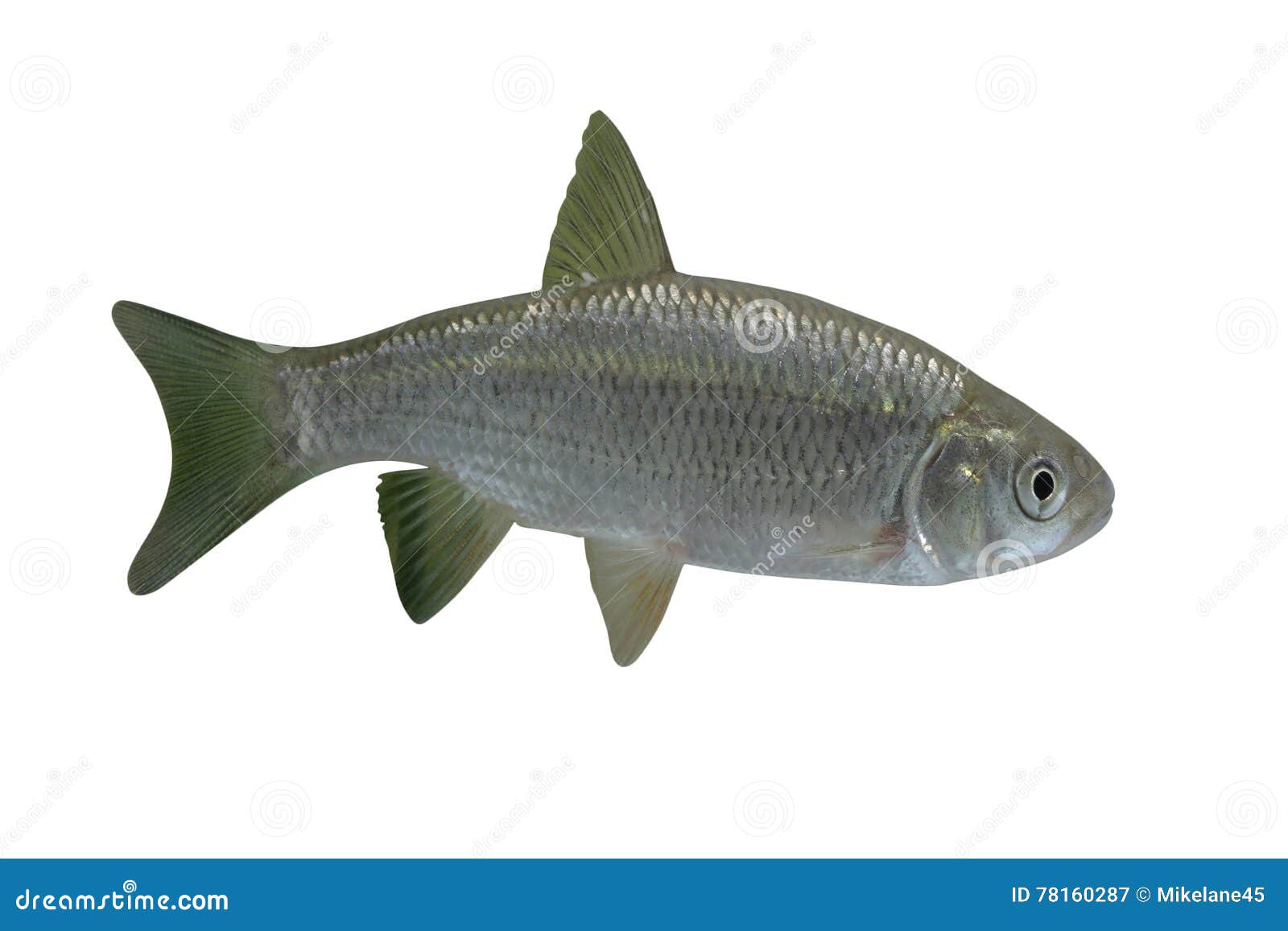 Dace, Leuciscus Leuciscus stock image. Image of wildlife - 78160287