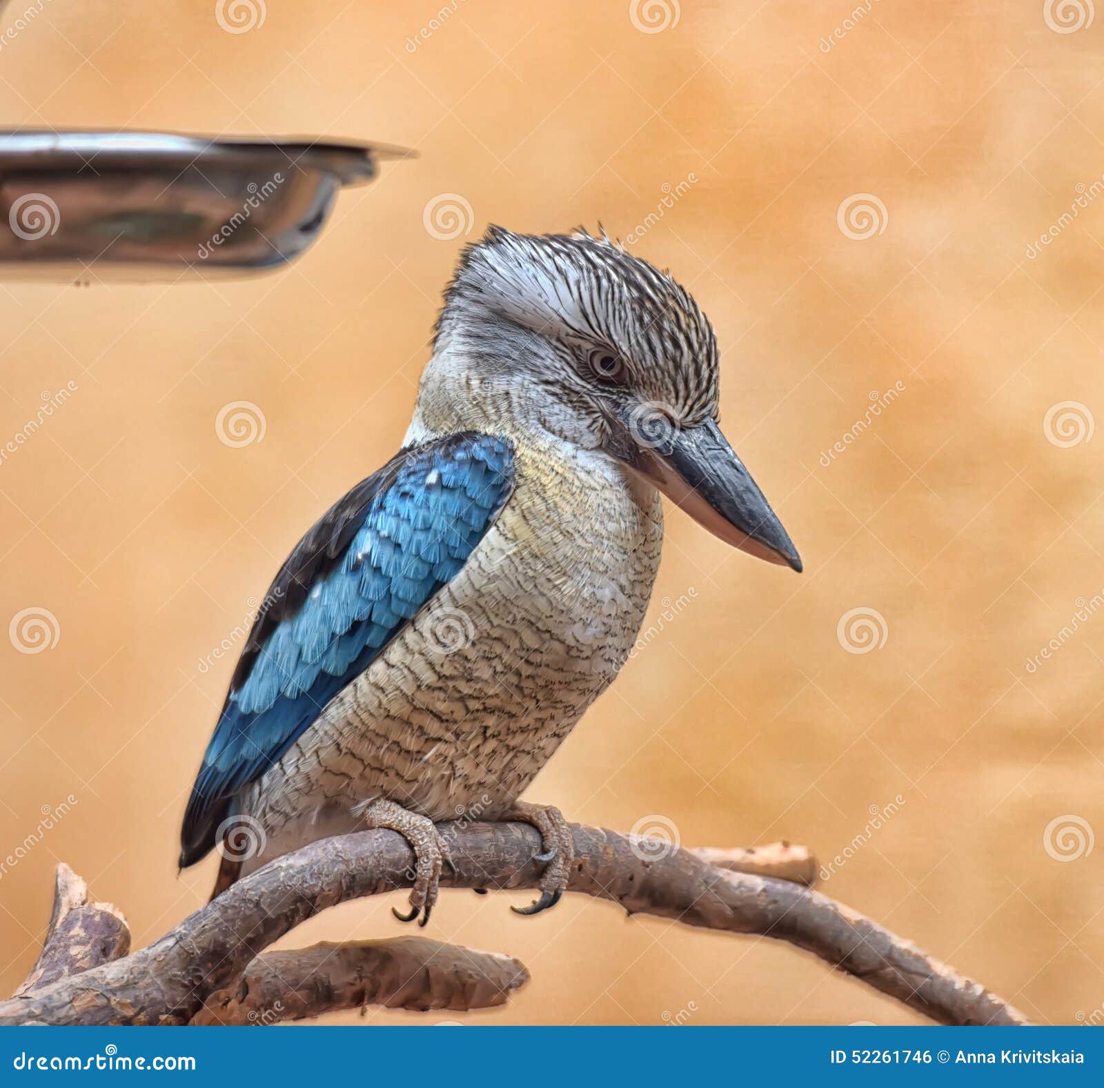 Dacelo leachii stock photo. Image of dacelo, carnivore - 52261746