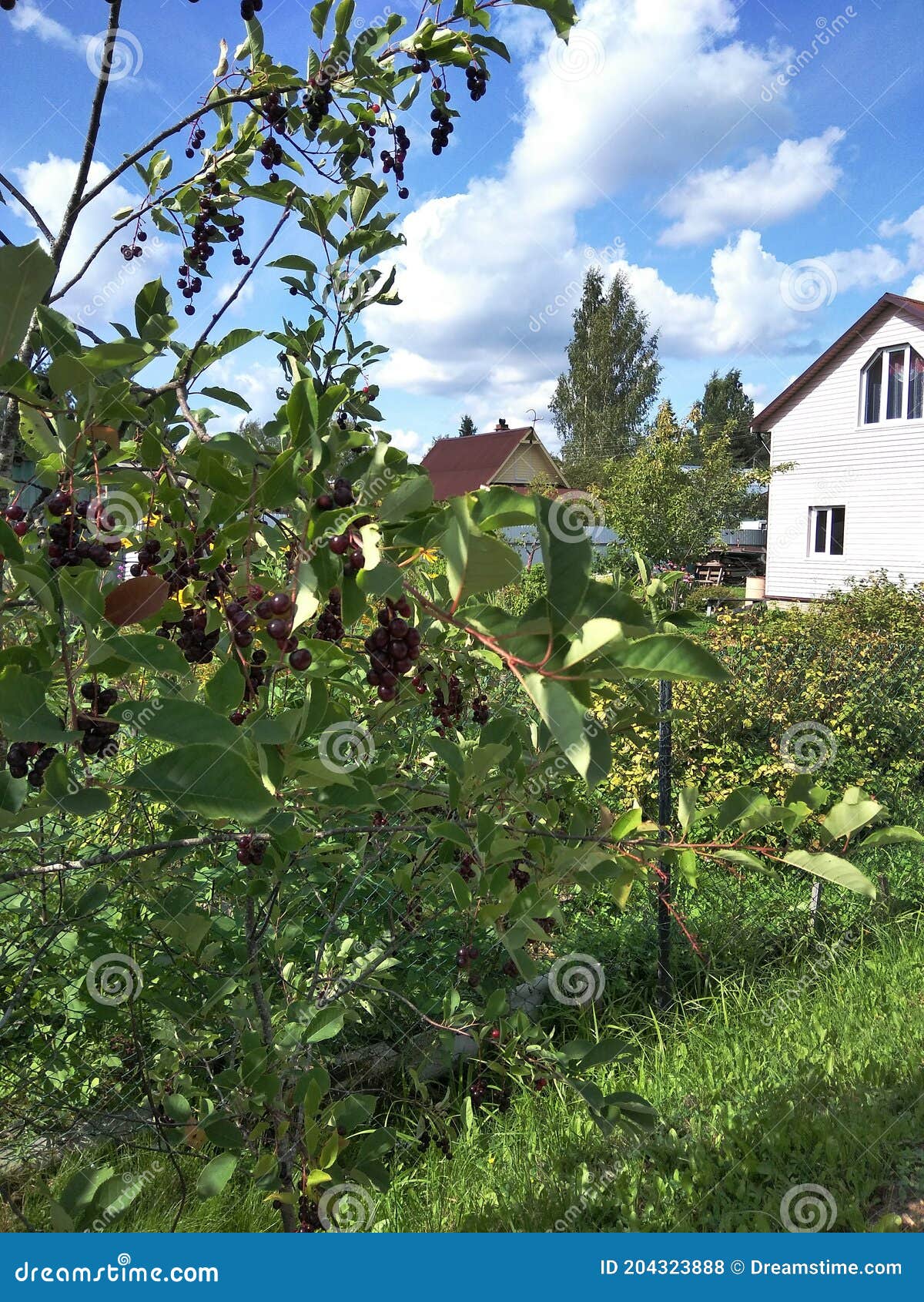 Dacha plot stock photo. Image of plantation, flower - 204323888