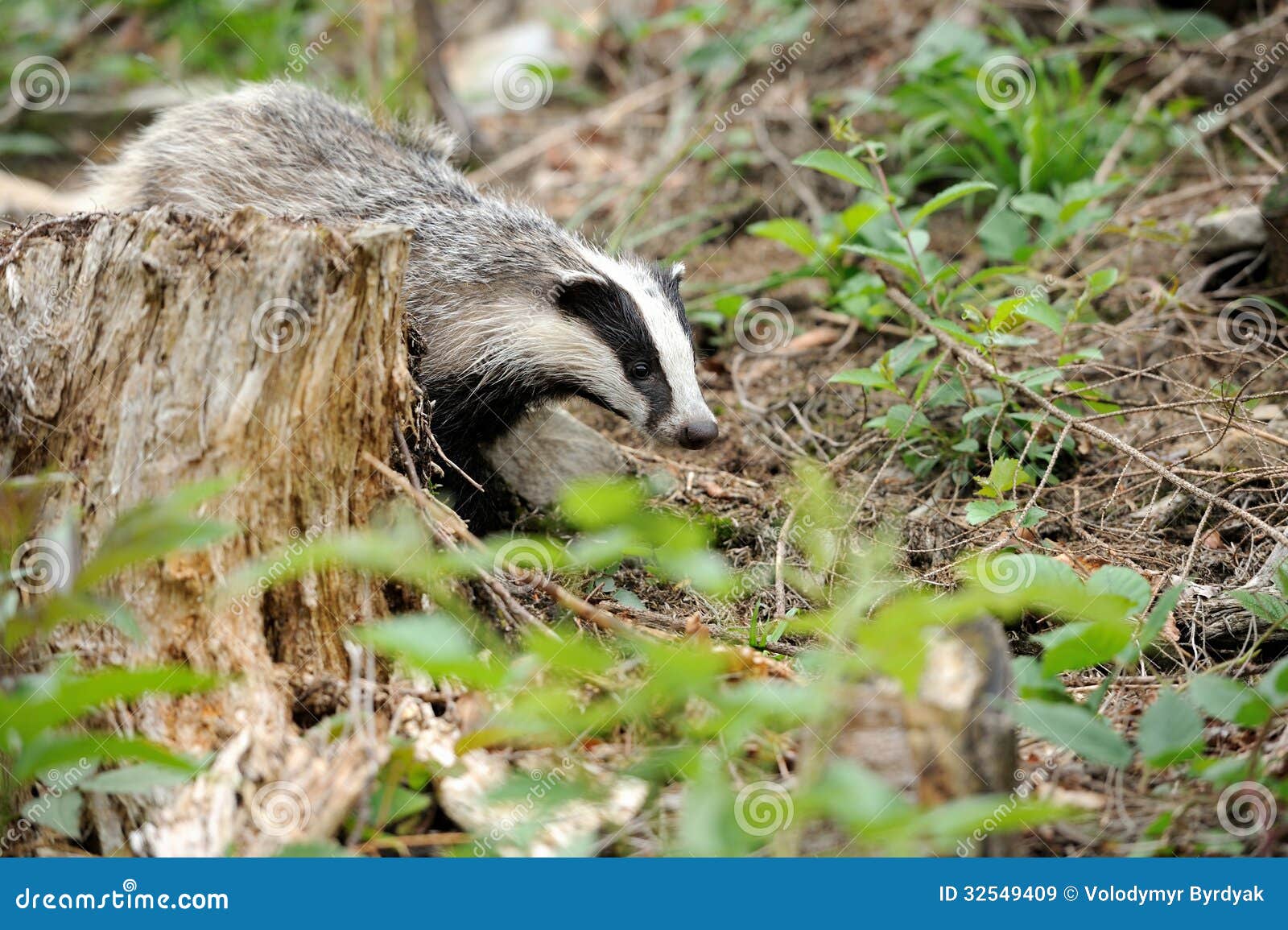 Dachs stockbild. Bild von stein, fleischfresser, schwarzes - 32549409