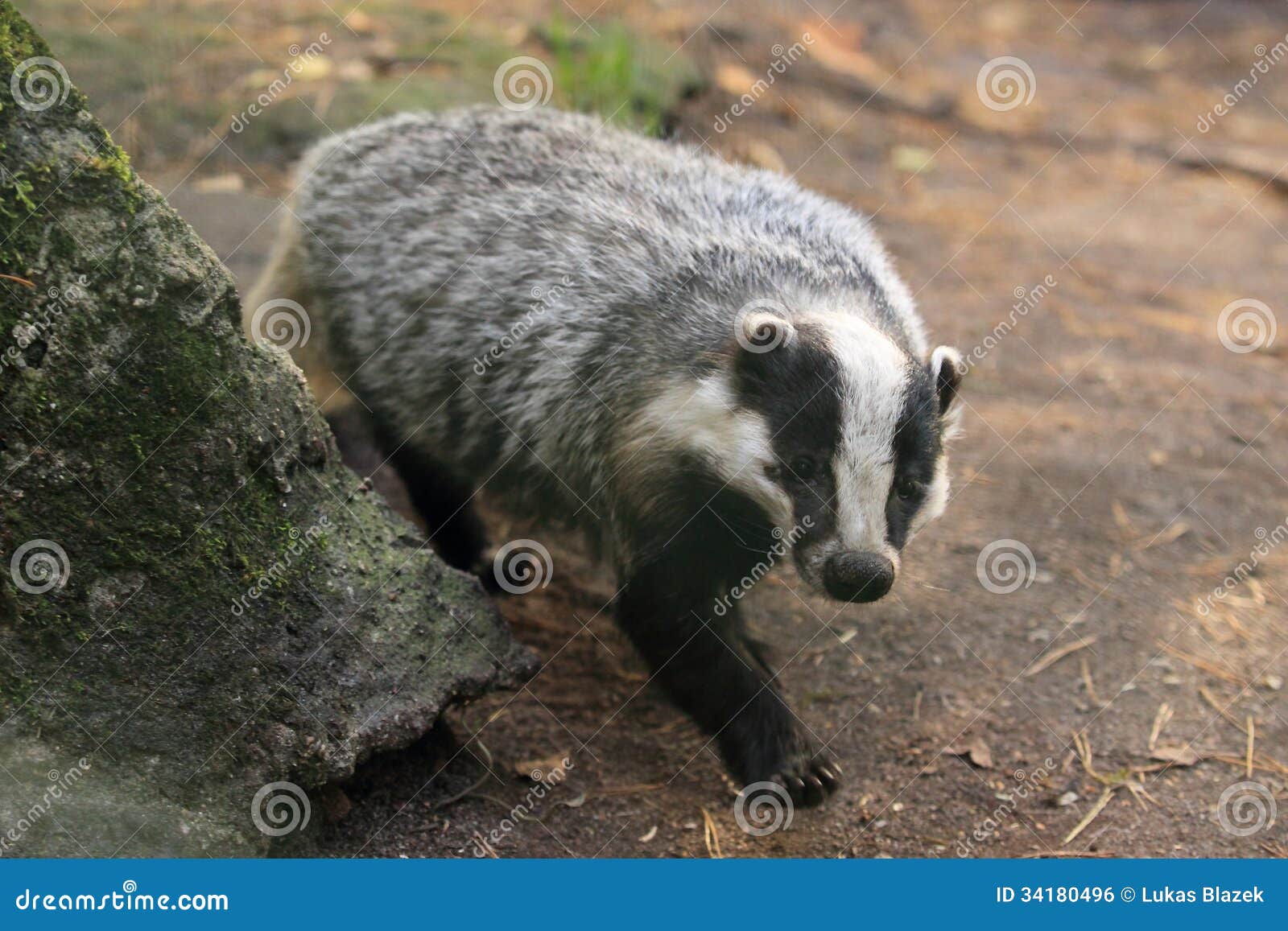 Dachs stockfoto. Bild von erwachsener, europäisch, dachs - 34180496