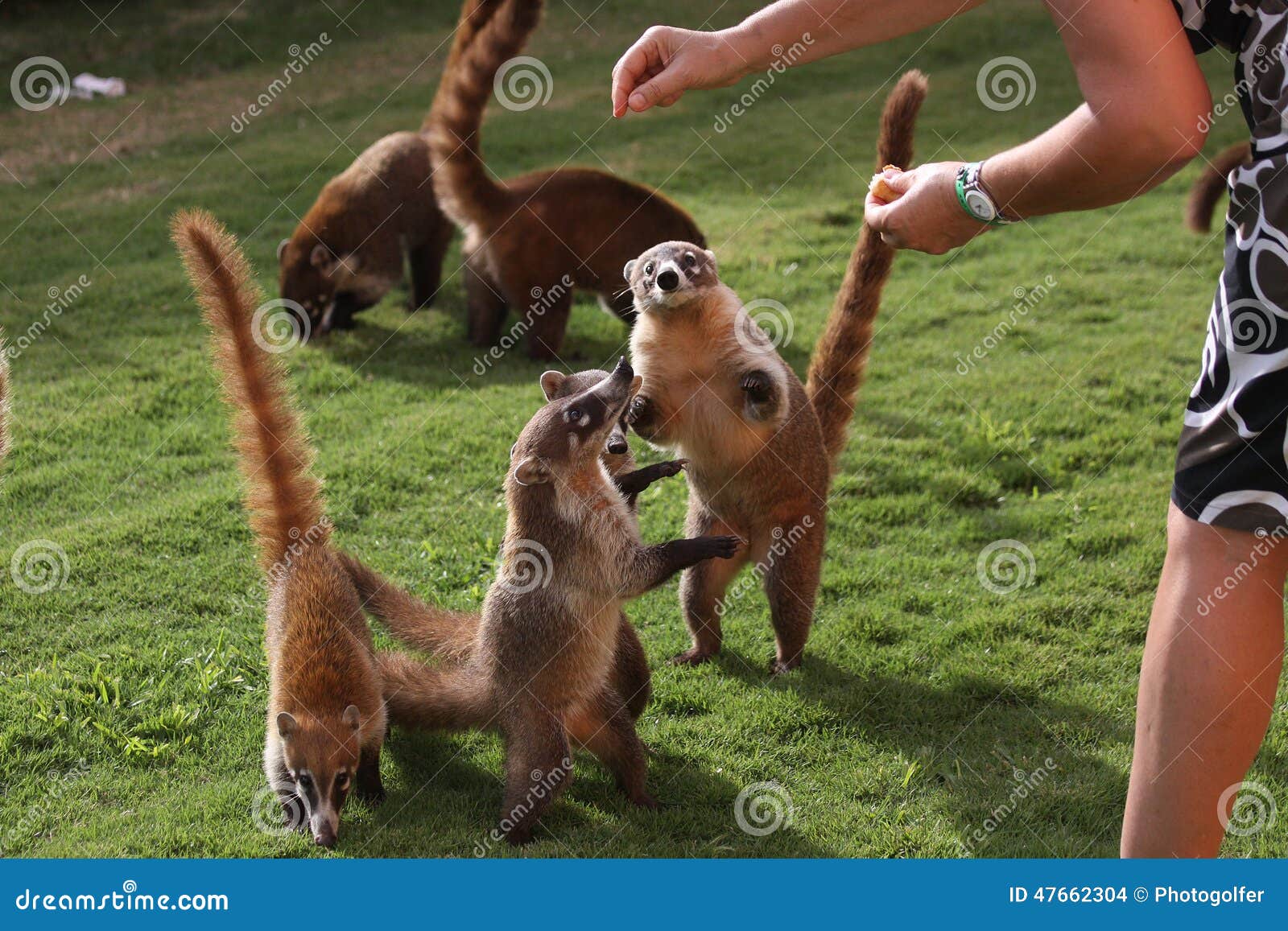 Dachse in Einem Mexikanischen Garten Stockfoto - Bild von yucatan ...