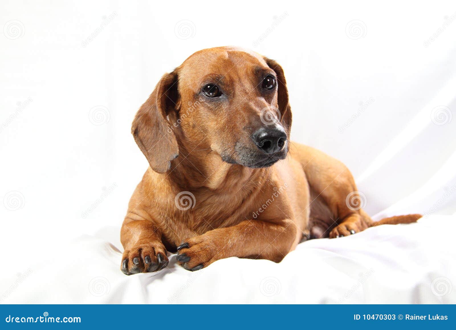 2,435 Teckel White Background Stock Photos - Free & Royalty-Free Stock ...