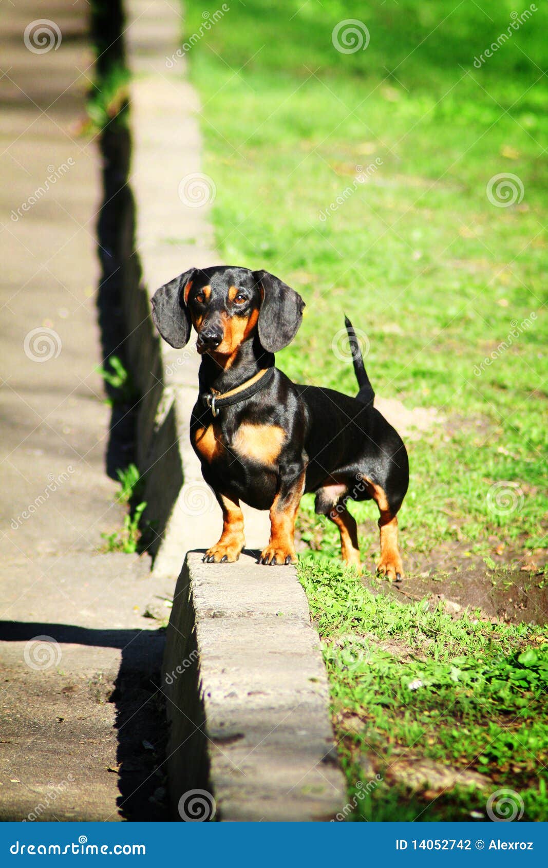 Dachshund stock photo. Image of dachshund, smart, animals - 14052742