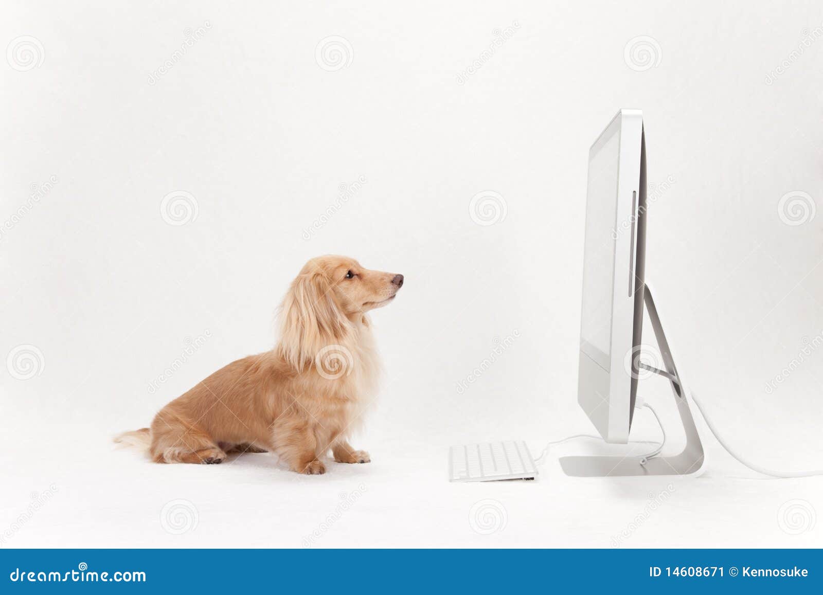 Dachshund stock image. Image of computer, animal, mammal - 14608671