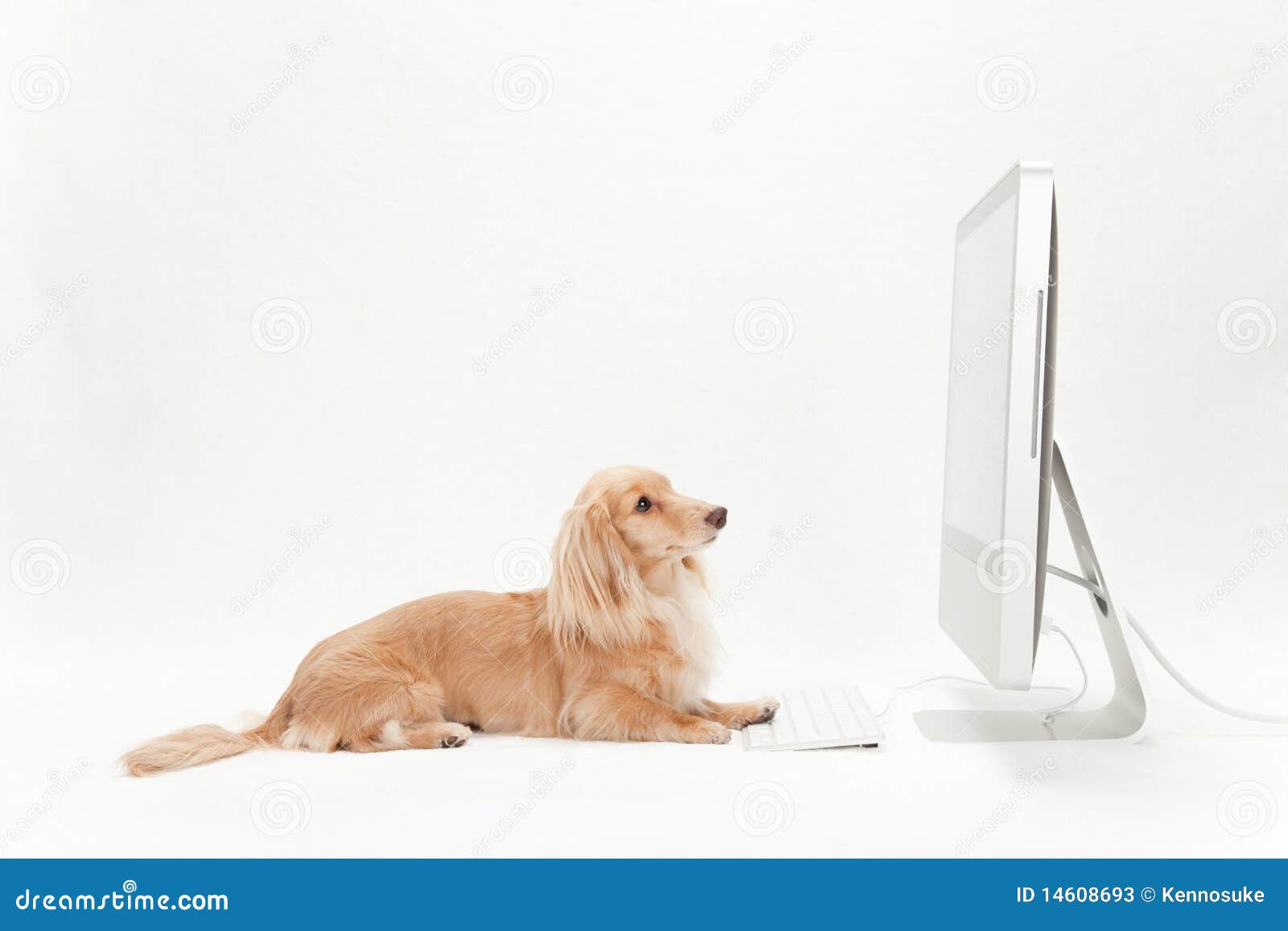 Dachshund stock image. Image of lies, brown, computer - 14608693
