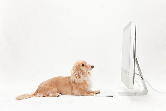 Dachshund stock image. Image of lies, brown, computer - 14608693