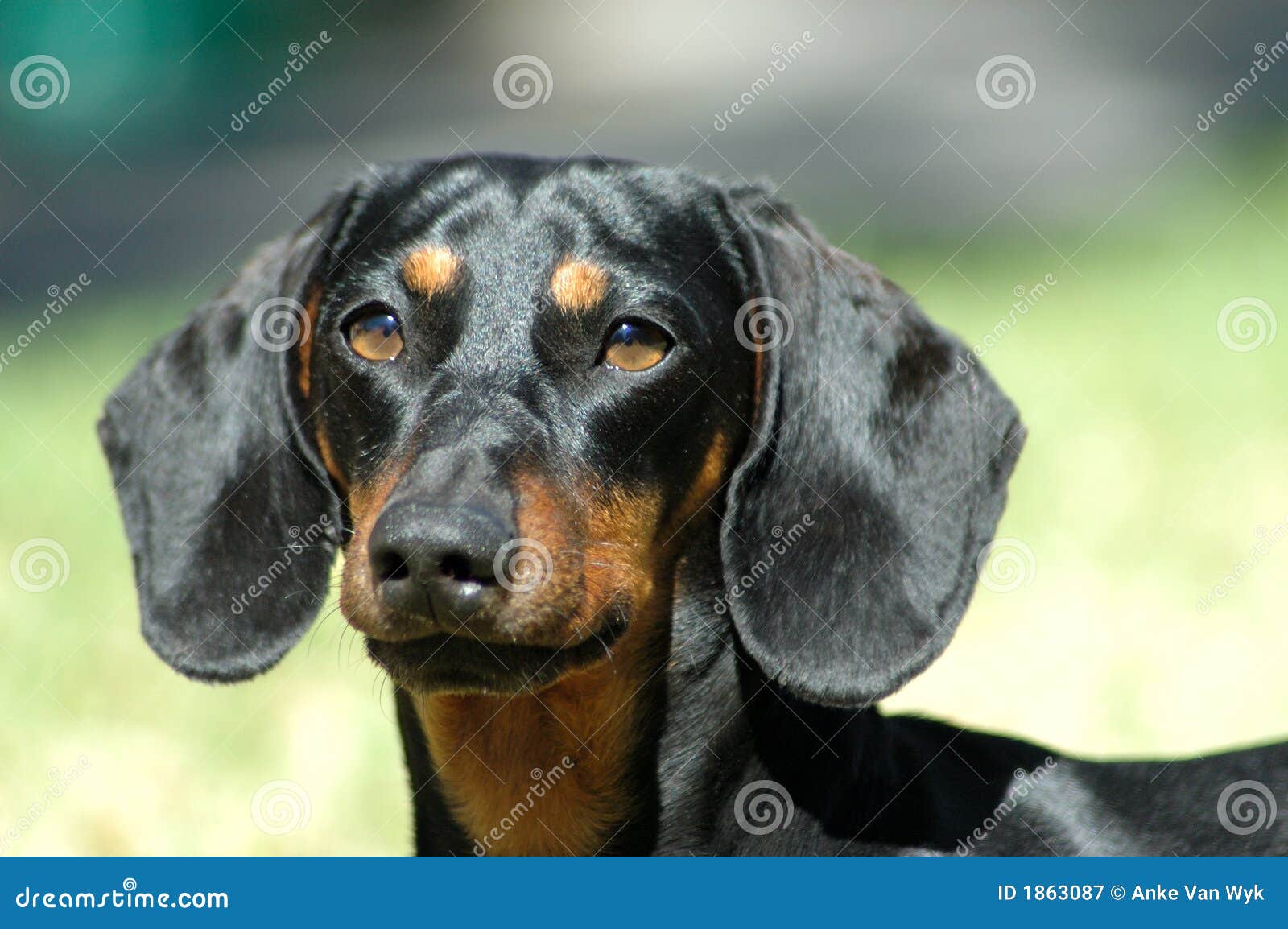 Dachshund stock image. Image of haired, hounds, bred, head - 1863087