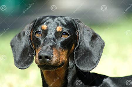 Dachshund stock image. Image of haired, hounds, bred, head - 1863087