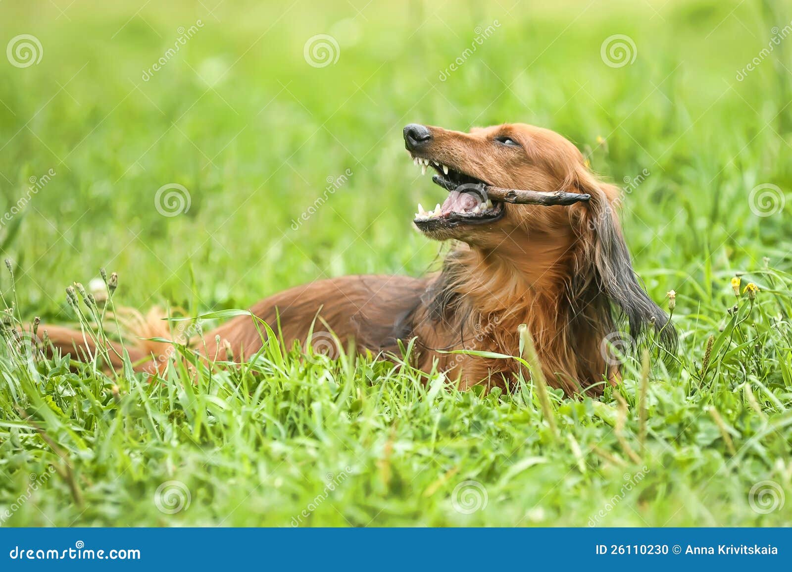 Dachshund stock photo. Image of german, dachshund, doxie - 26110230