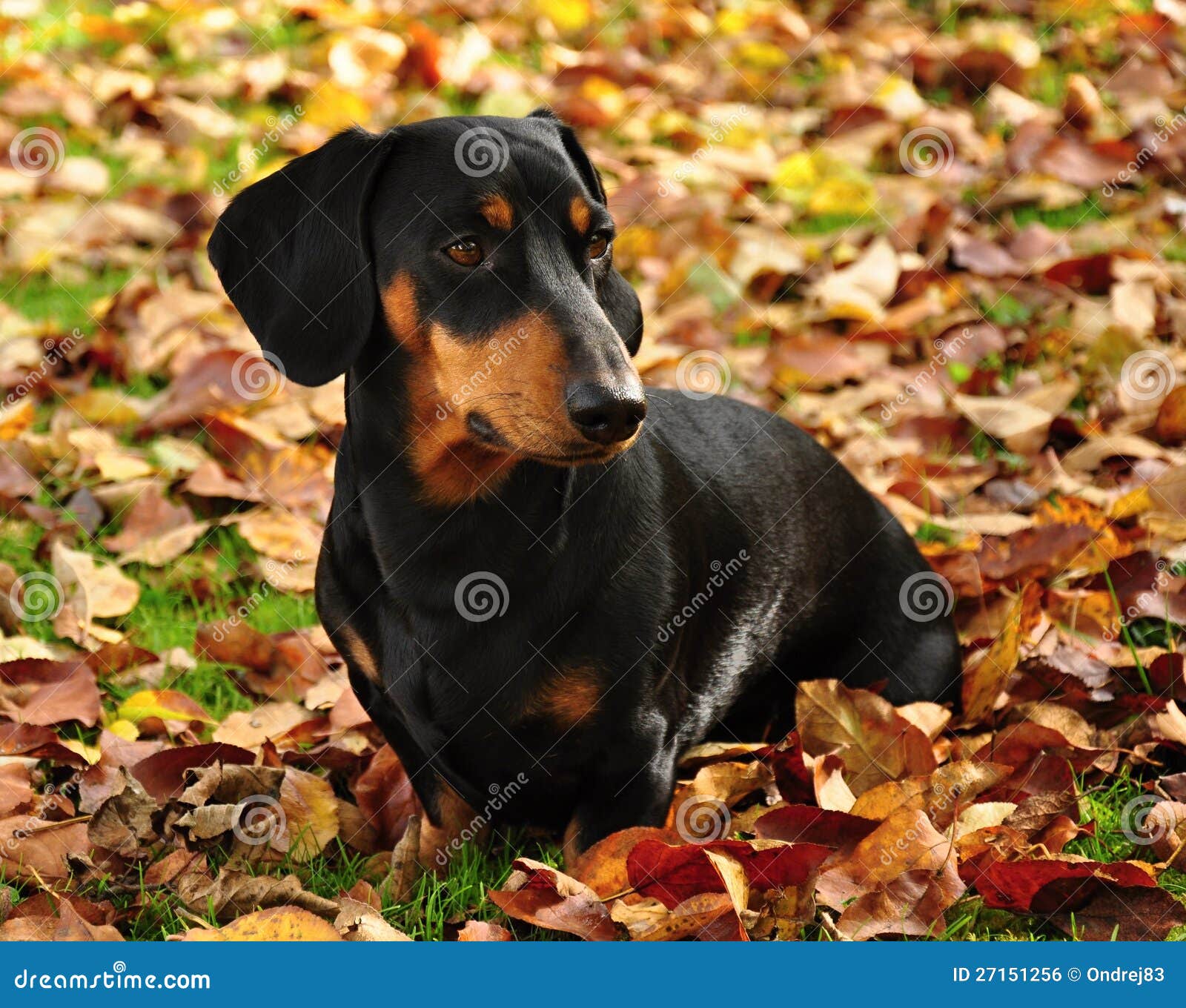 Dachshund stock photo. Image of coat, autumn, mammal - 27151256