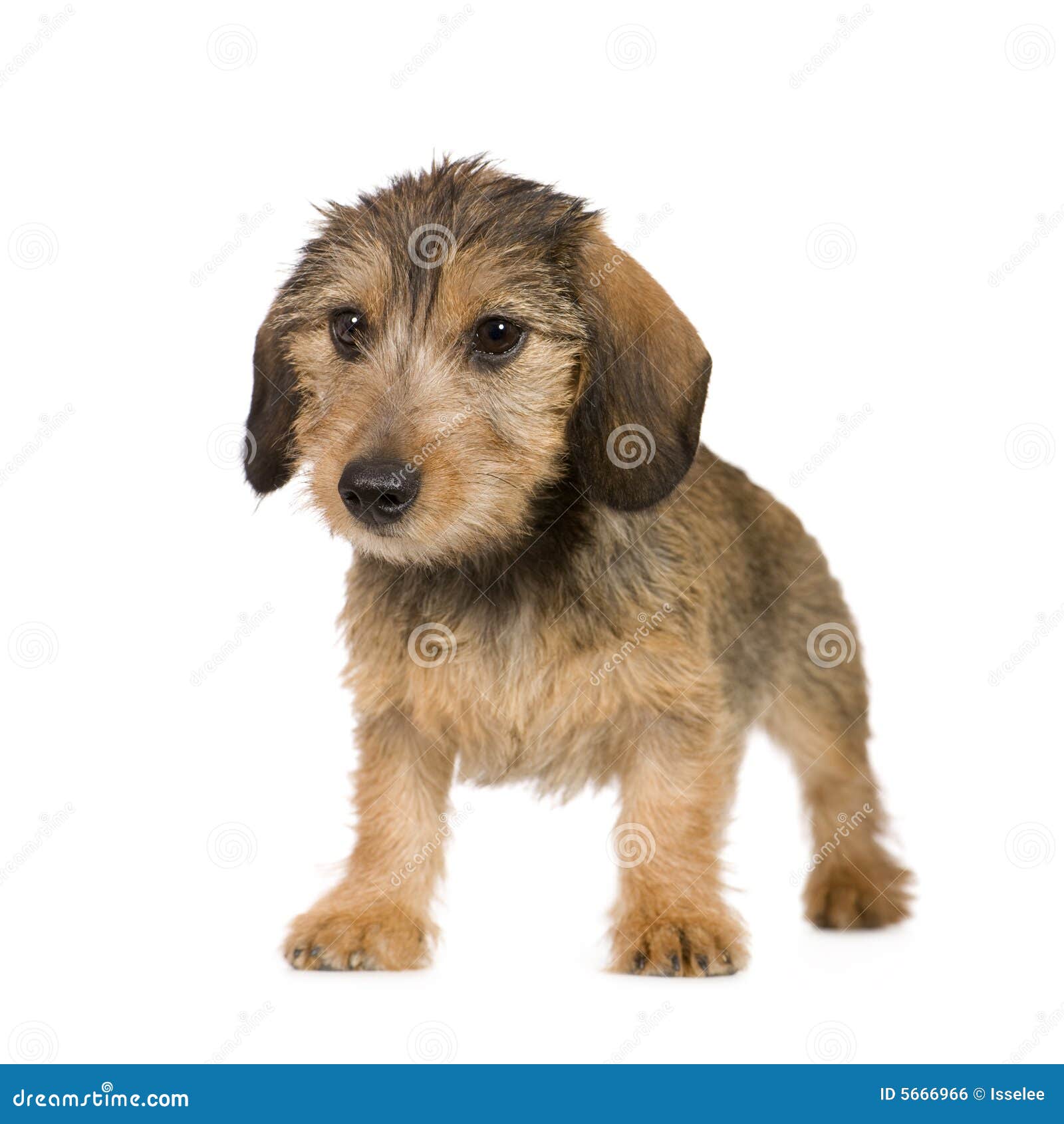 Dachshund (4 meses) foto de stock. Imagem de marrom, obediente - 5666966