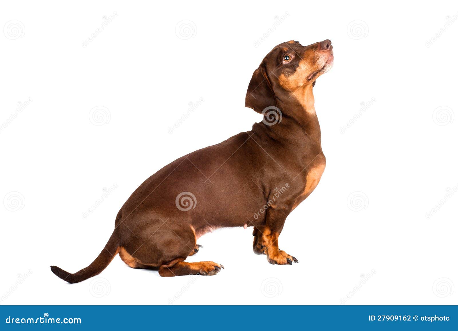 Dachshund Brown Dog Isolated Stock Photo - Image of daschund, domestic ...