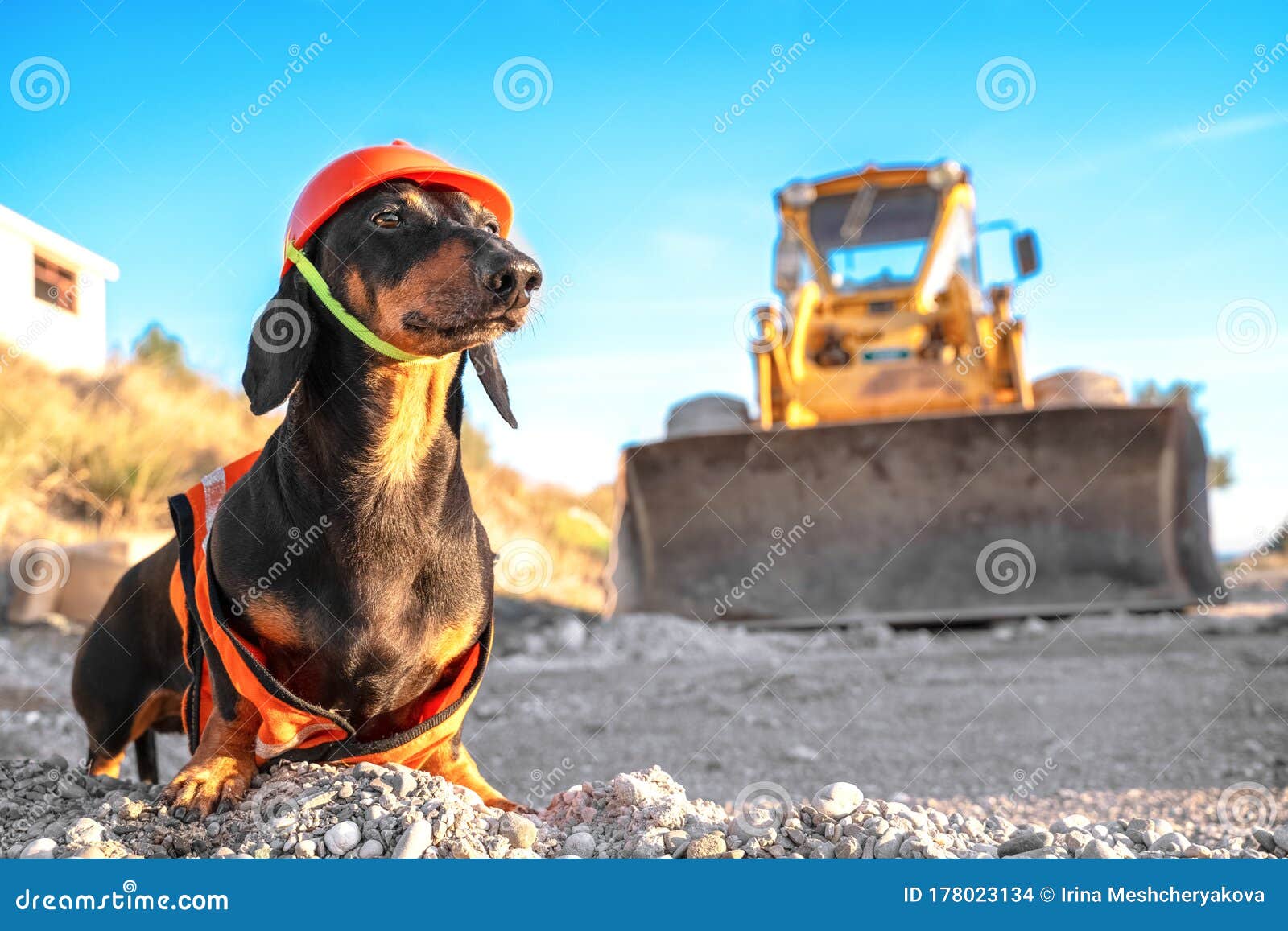 Dachshund in Builder Costume with Safety Helmet and Directs Work ...