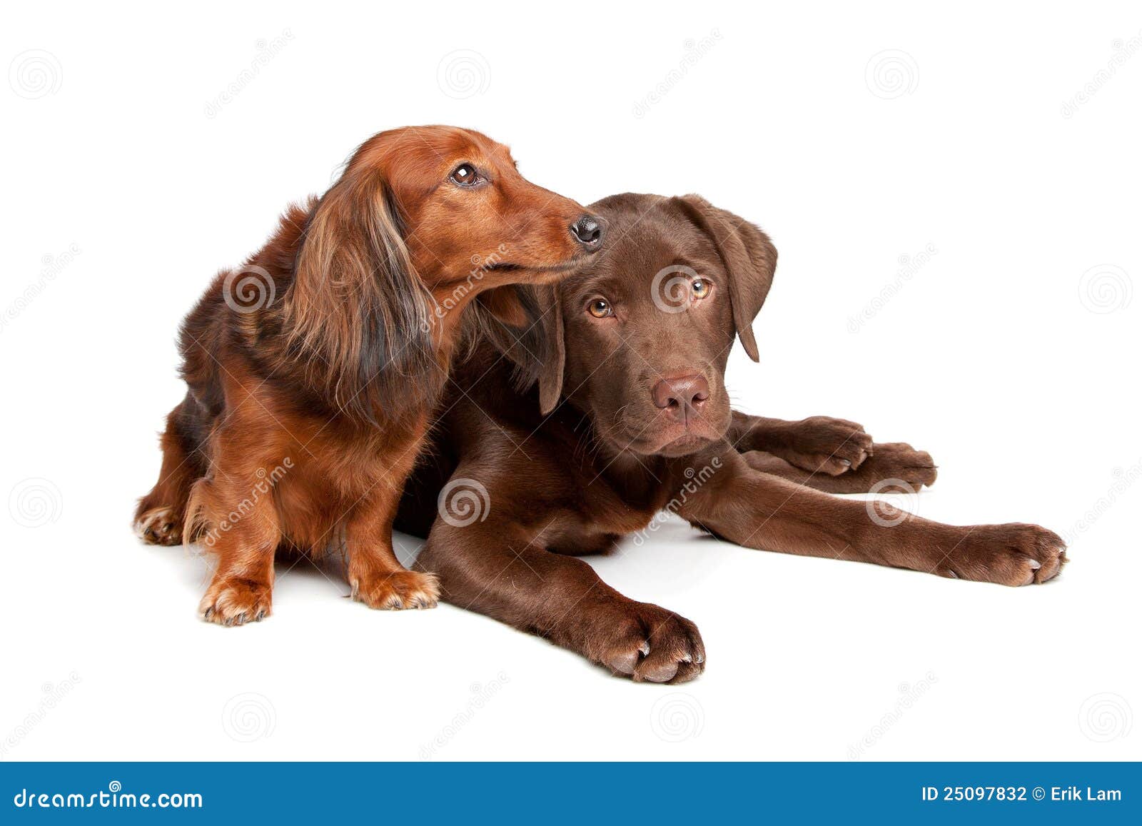 Dachshund and a Chocolate Labrador Pup Stock Photo - Image of couple ...
