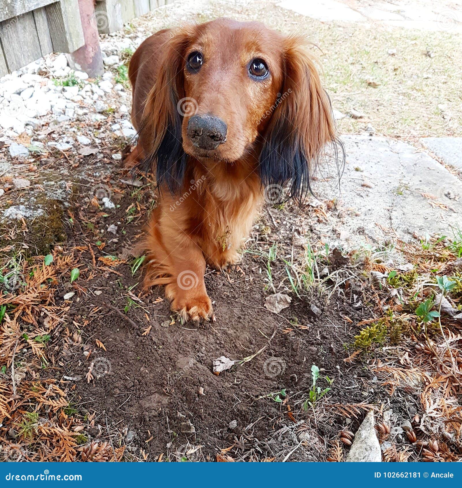 Dachshund Digging in the Garden Stock Image - Image of dirt, elegant ...