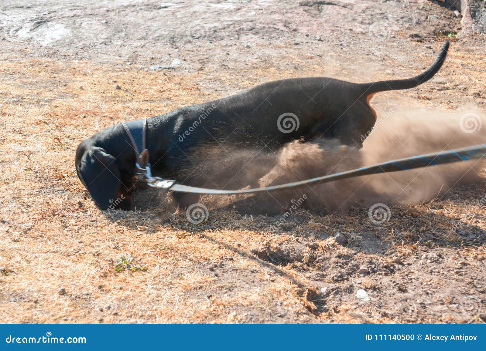 Dachshund Digging Hole in Summer Stock Photo - Image of summer ...