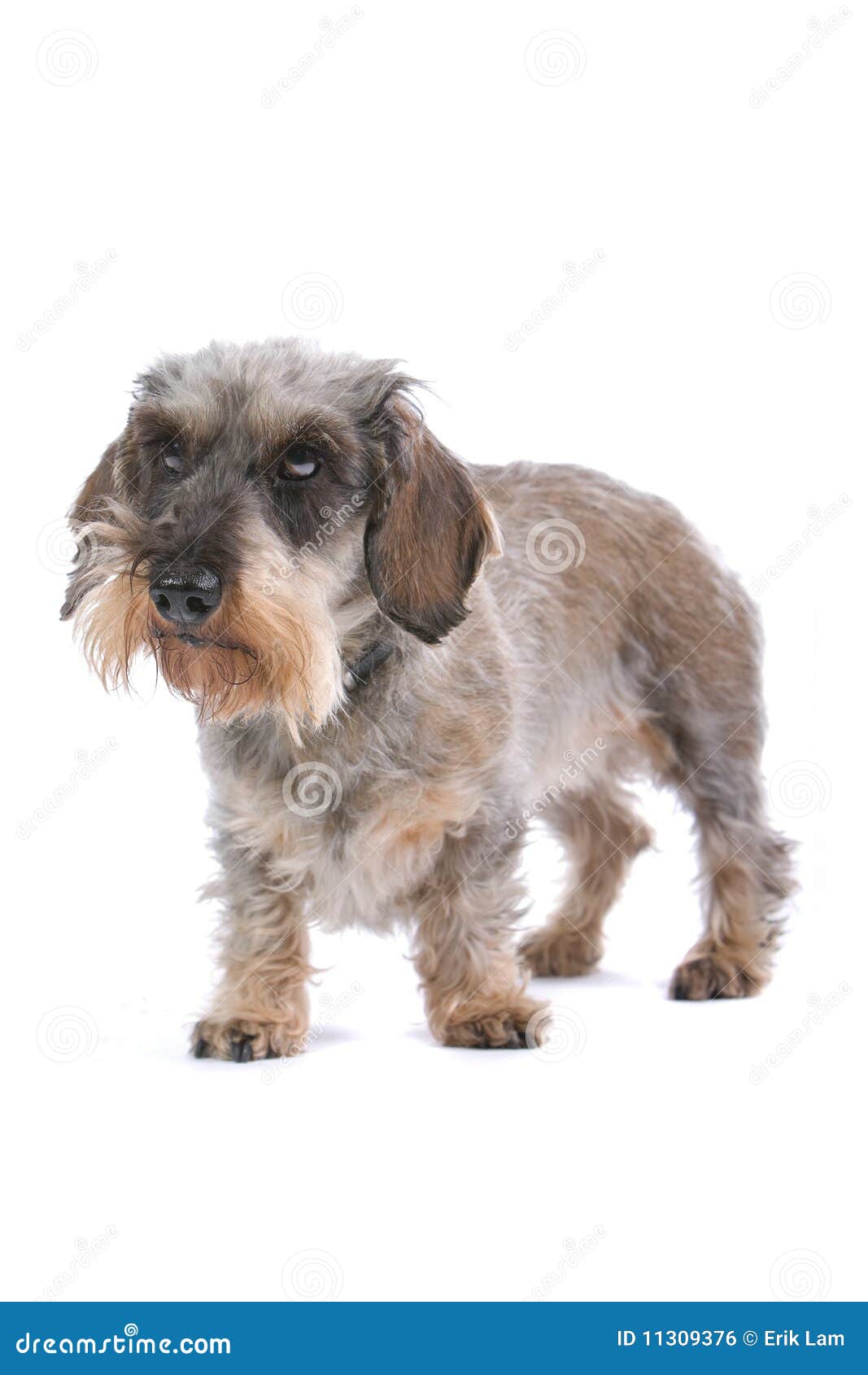 Dachshund dog stock photo. Image of looks, canidae, dachshund - 11309376