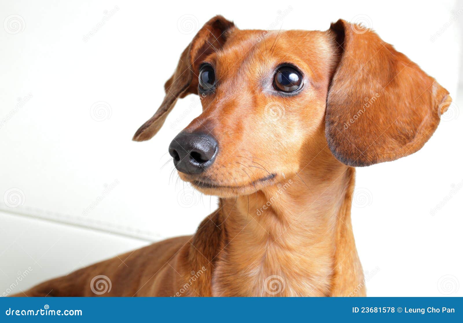 Dachshund dog stock photo. Image of dachshund, sausage - 23681578