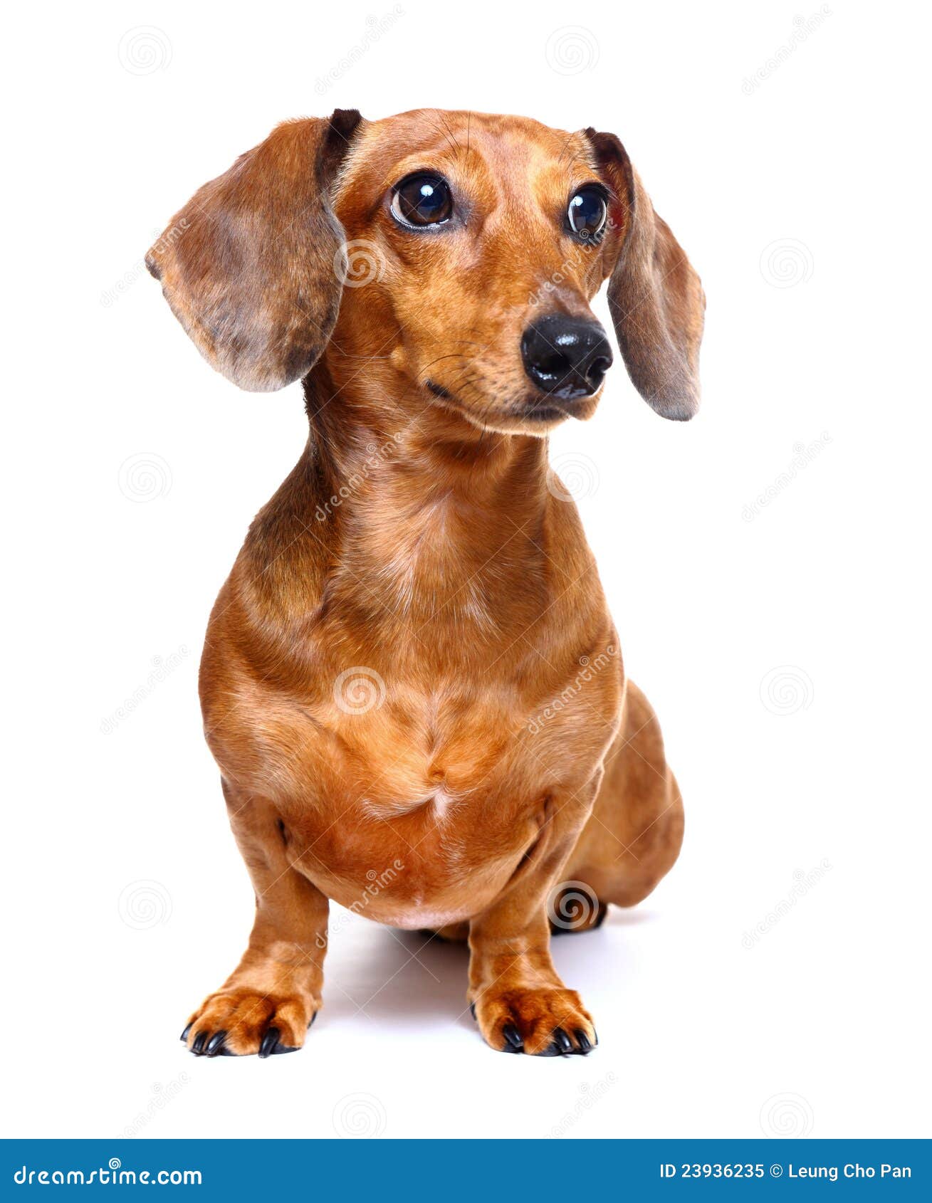 Dachshund dog stock image. Image of obedient, breed, pedigreed - 23936235