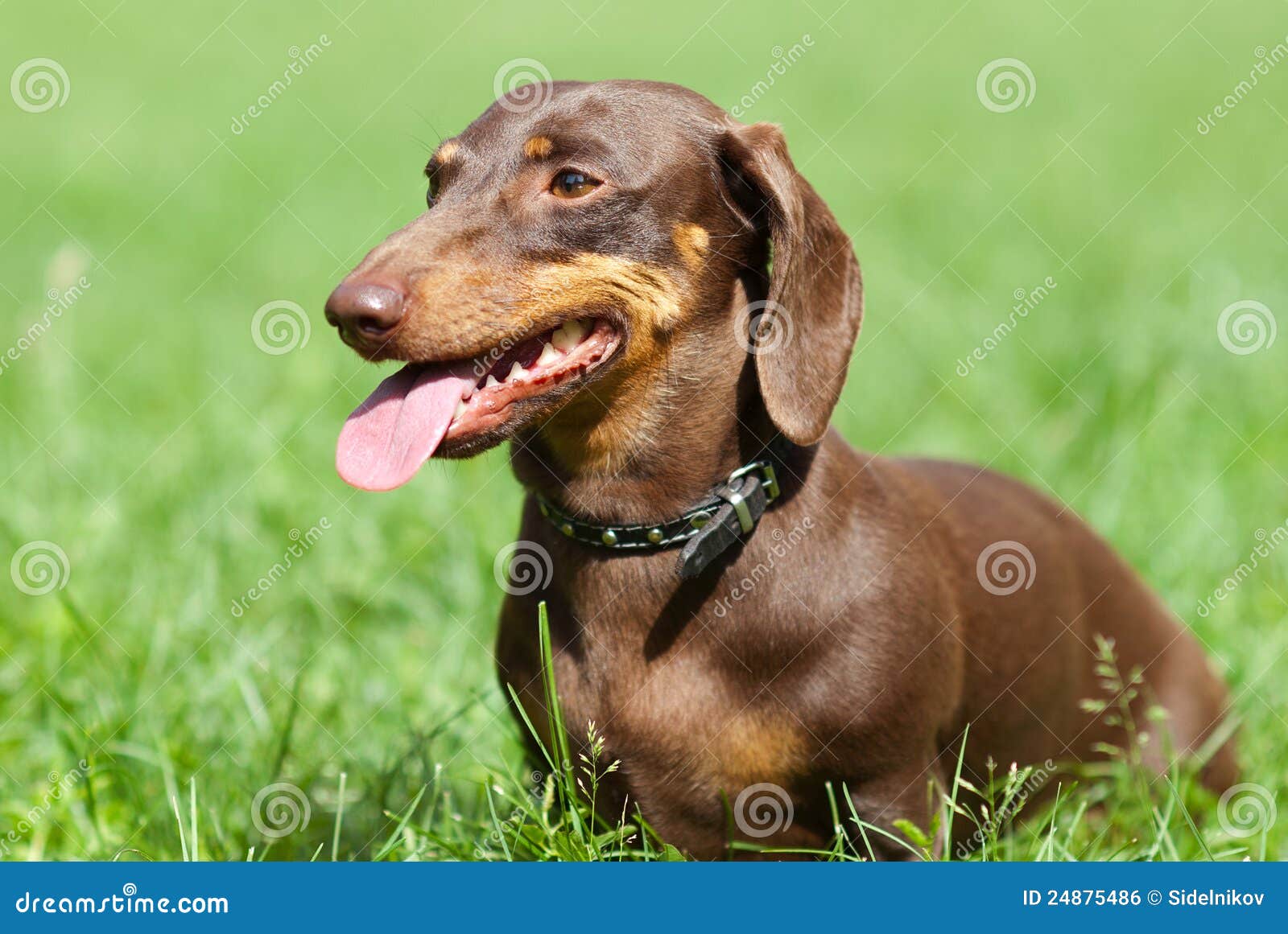 Dachshund dog stock photo. Image of playful, dachshund - 24875486