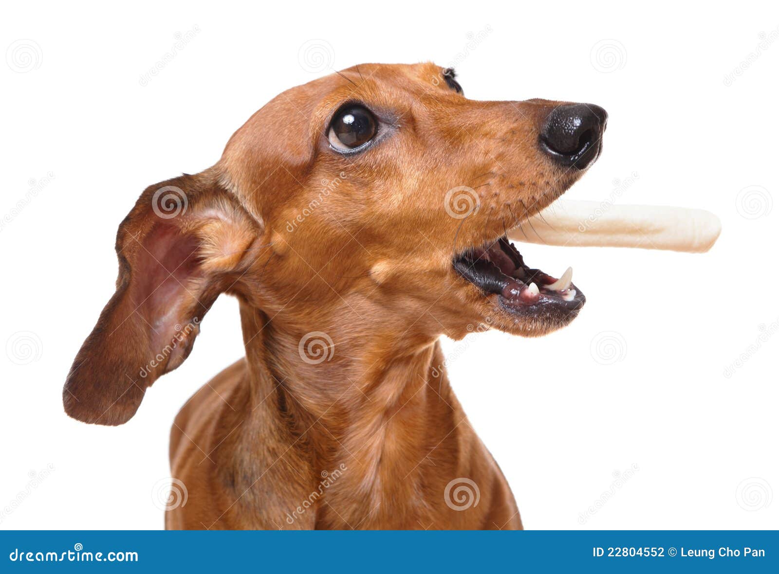 Dachshund dog eat snack stock photo. Image of food, animal - 22804552