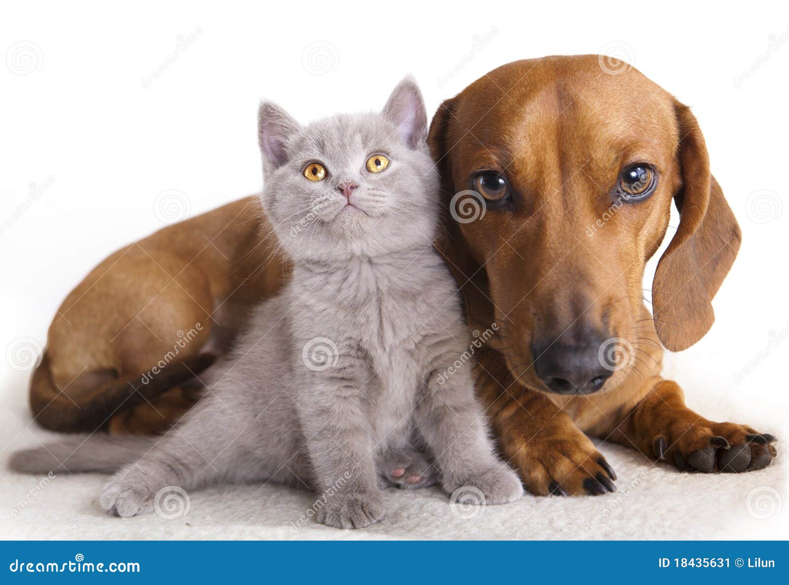 Dachshund dog and kitten stock image. Image of purebred - 18435631