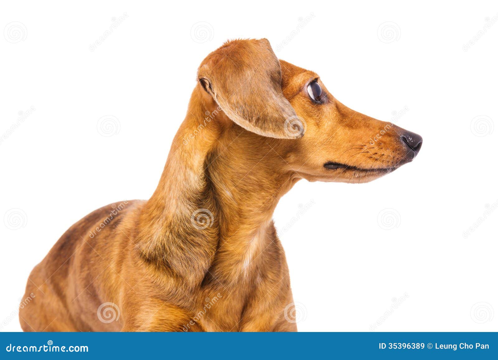Dachshund dog looking back stock image. Image of puppy - 35396389