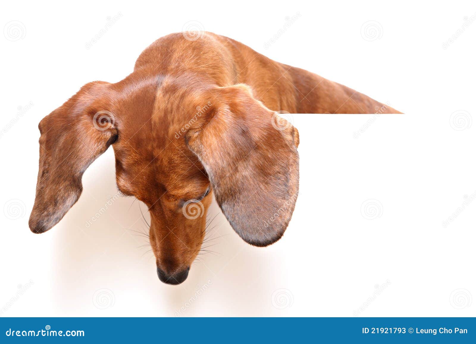 Dachshund dog looking down stock image. Image of childhood - 21921793