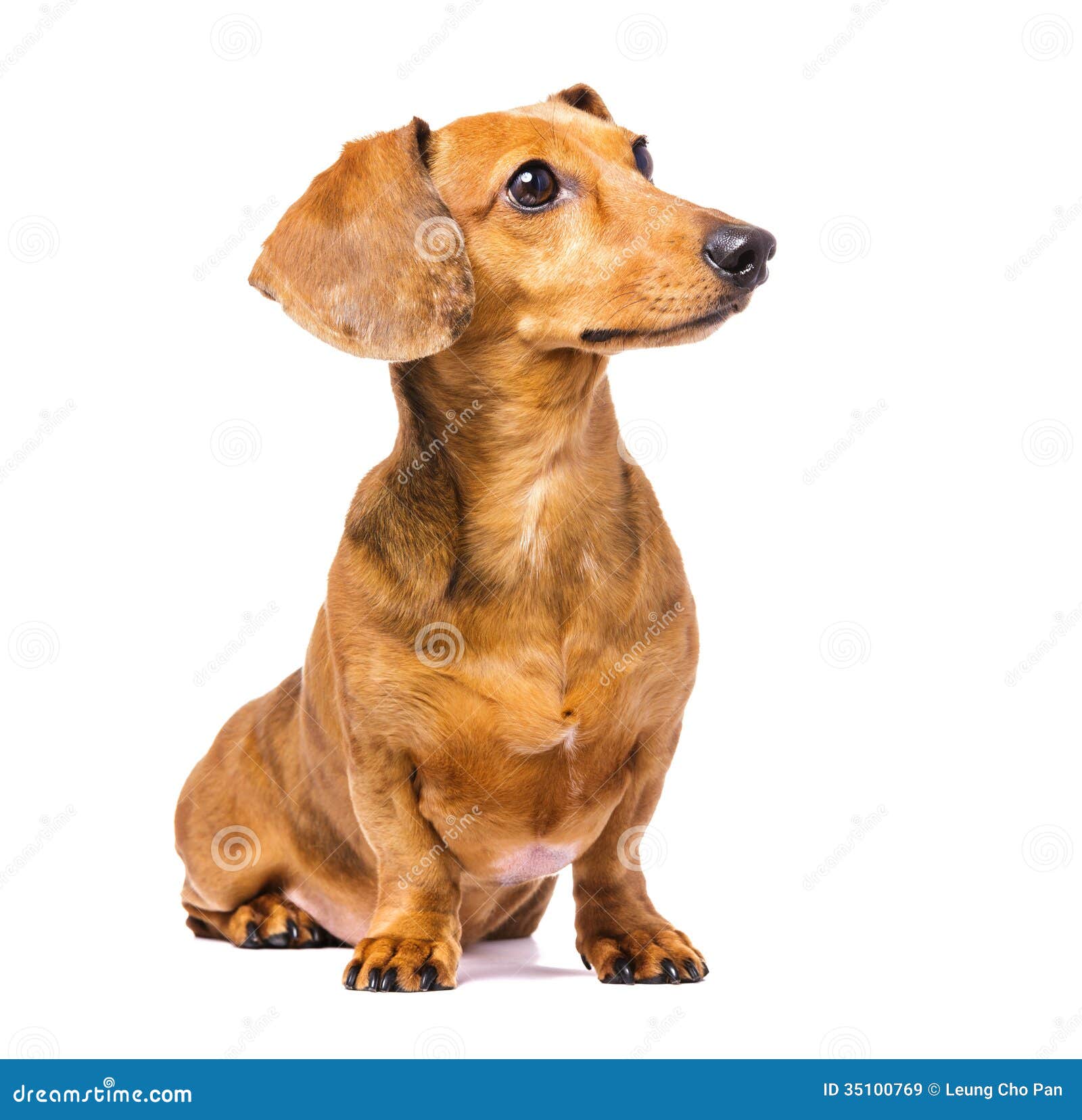 Dachshund Dog looking left stock image. Image of right - 35100769