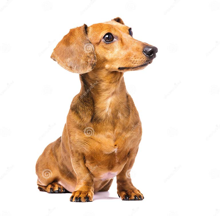 Dachshund Dog looking left stock image. Image of right - 35100769