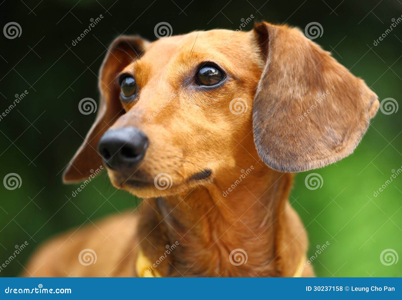 Dachshund dog stock photo. Image of meadow, nature, puppy - 30237158