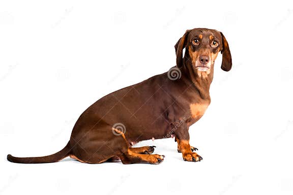 Dachshund Dog Looking Scared Isolated Stock Image - Image of purebred ...