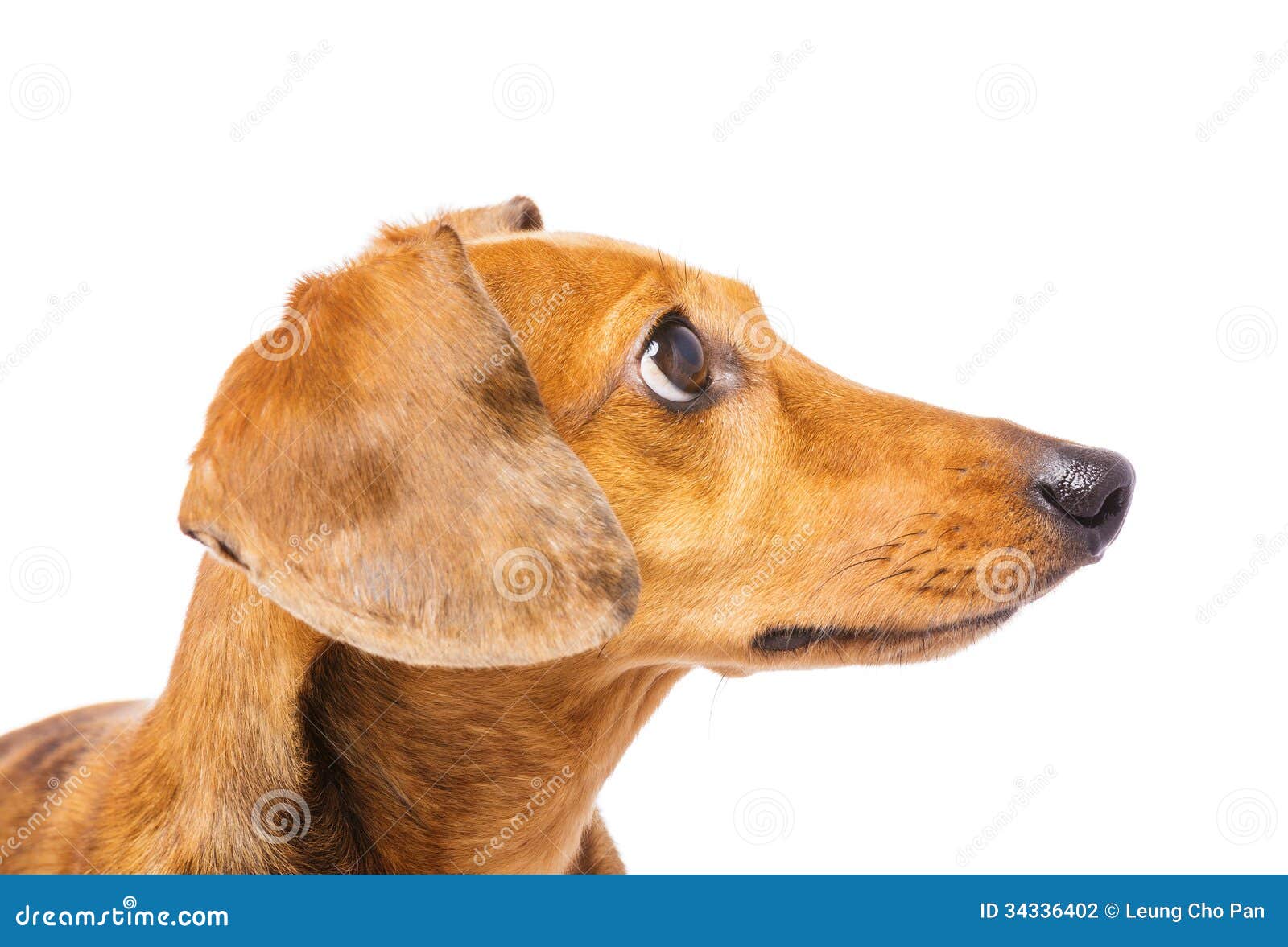 Dachshund Dog Looking at a Side Stock Photo - Image of teckel, side ...