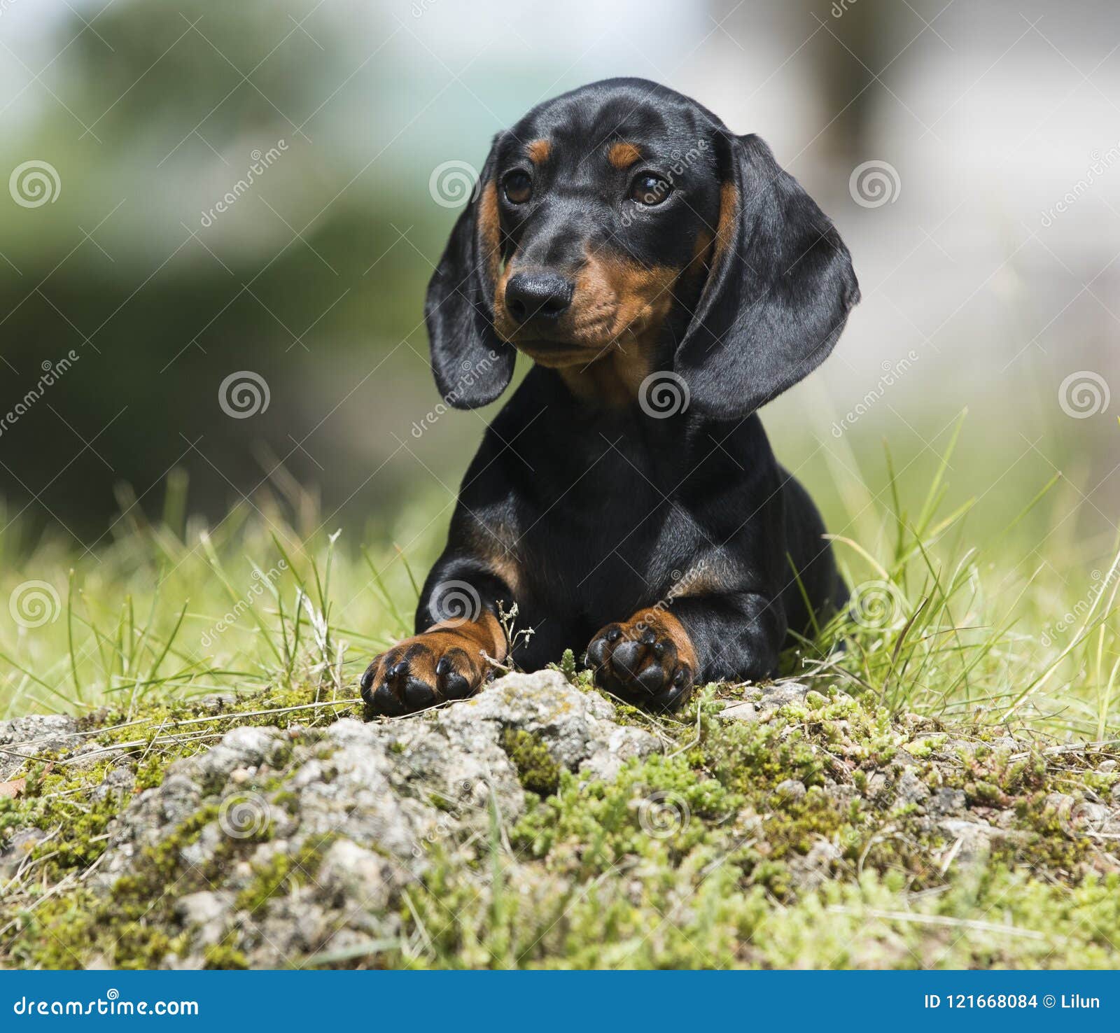 Dachshund dog portrait stock photo. Image of blank, dogs - 121668084