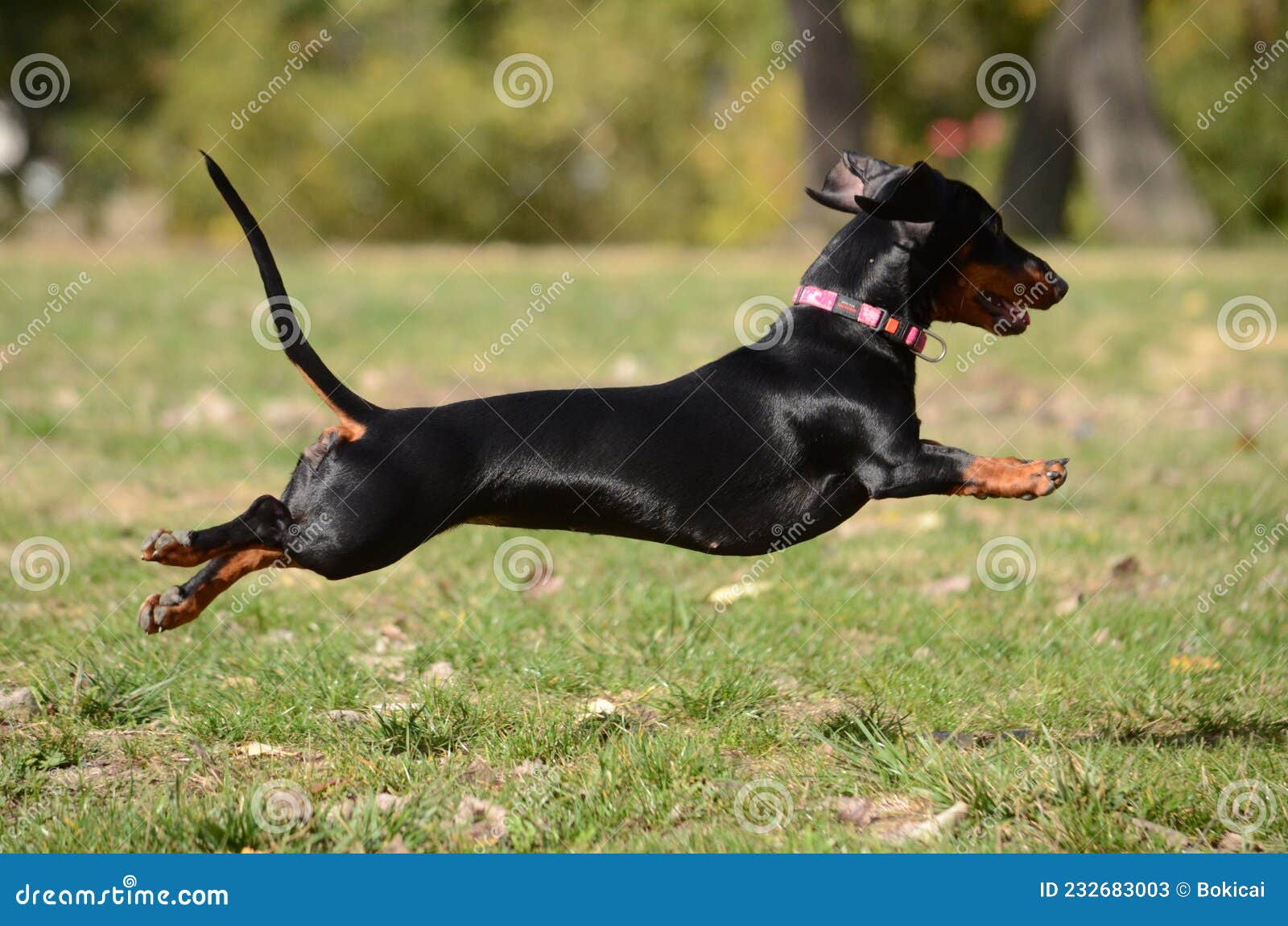 Dachshund dog running stock image. Image of black, cute - 232683003