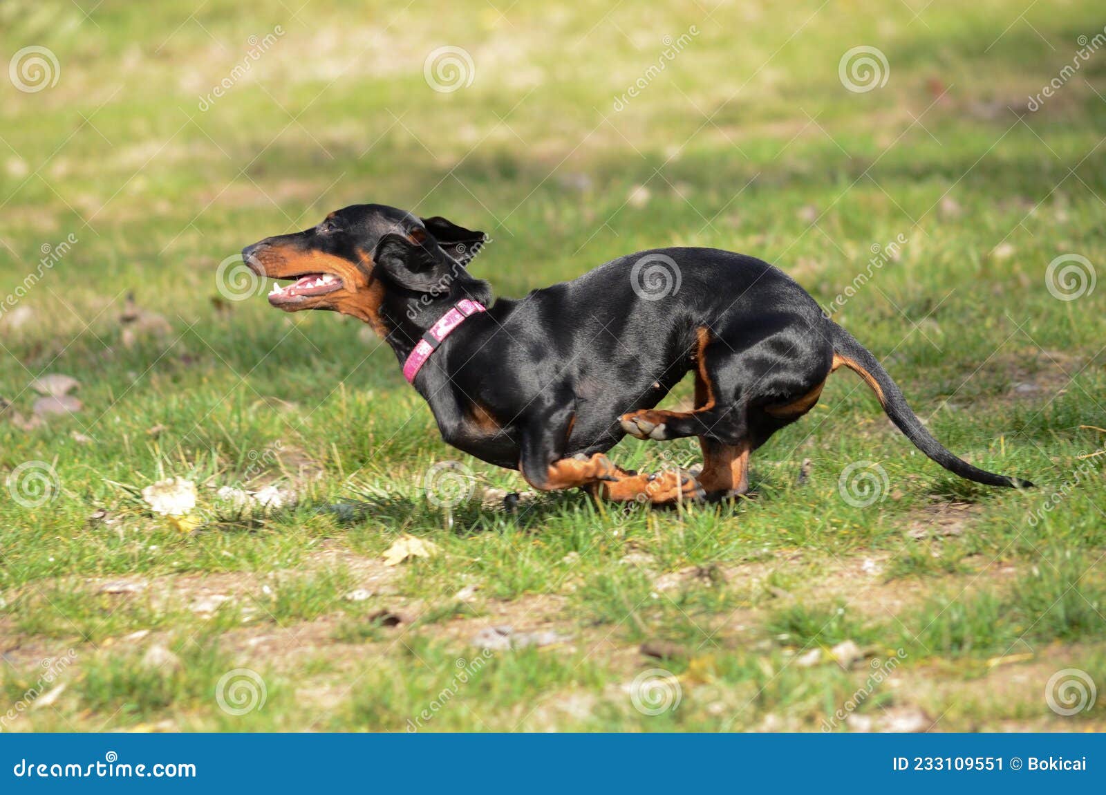 Dachshund dog running stock image. Image of puppy, park - 233109551