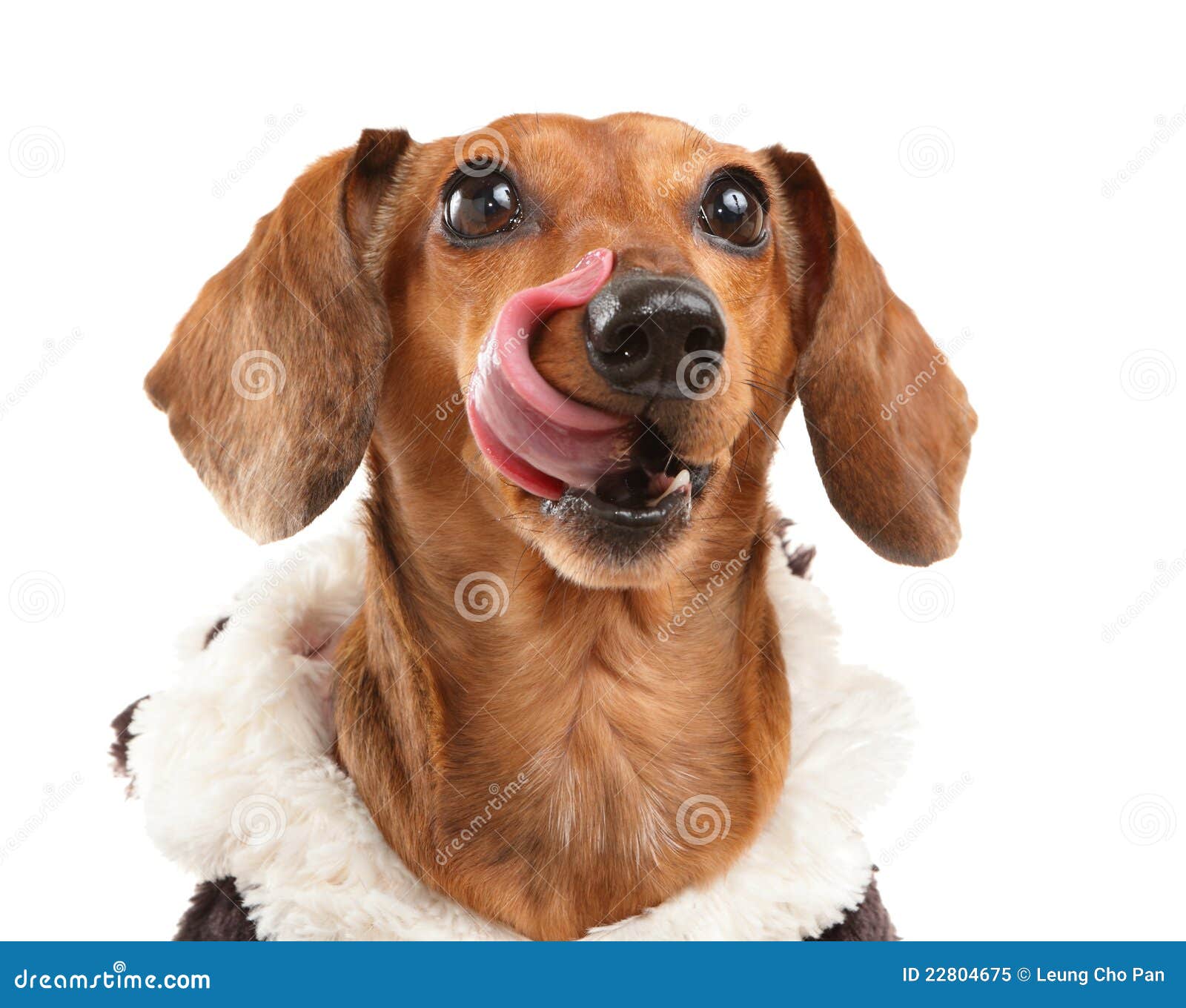 Dachshund Dog Wait for Yummy Food Stock Image - Image of brown, looking ...