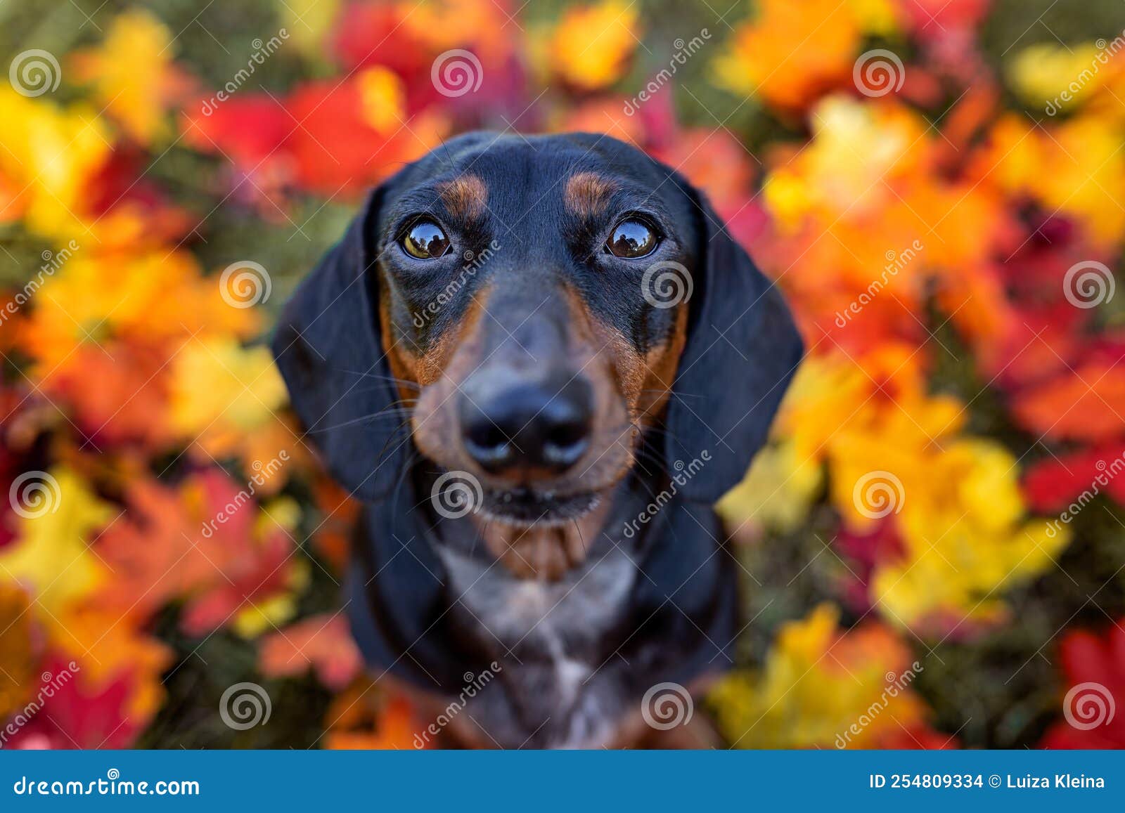 Dachshund on a Fall Leaves Background Stock Photo - Image of holiday ...