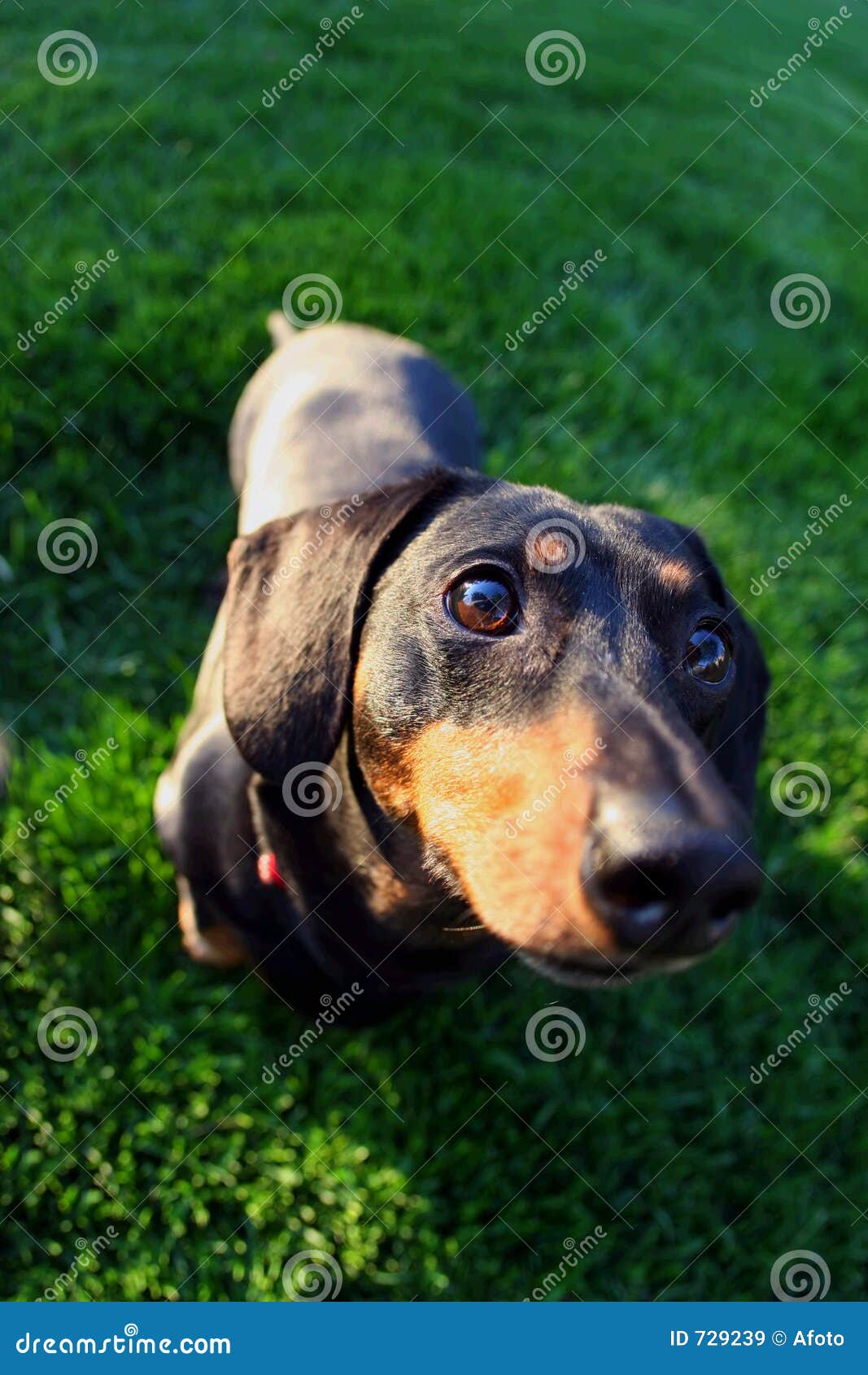 Dachshund fisheye stock image. Image of nose, curious, looking - 729239