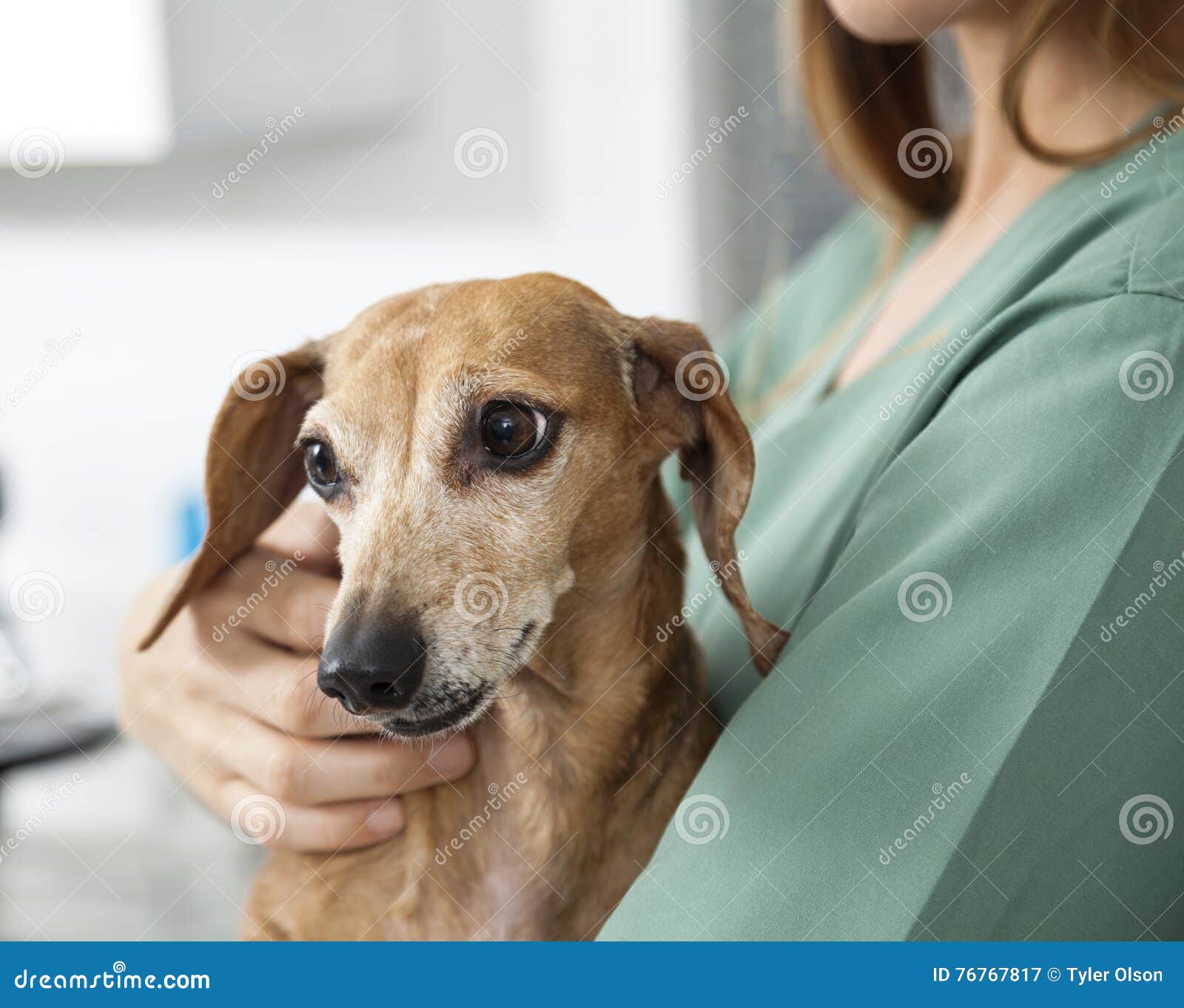 Dachshund Held by Nurse in Veterinary Stock Image - Image of midsection ...