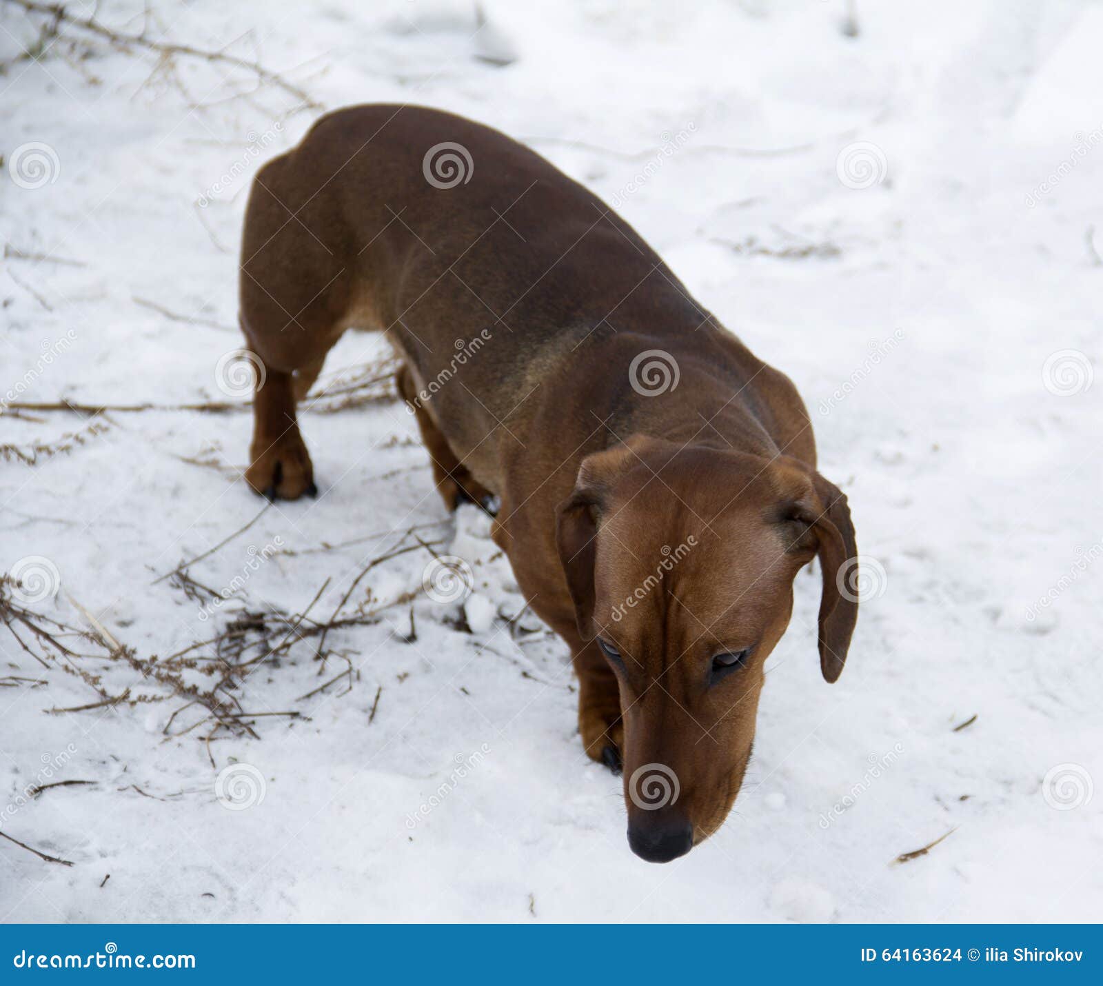 Dachshund stock photo. Image of dachshund, cold, russia - 64163624