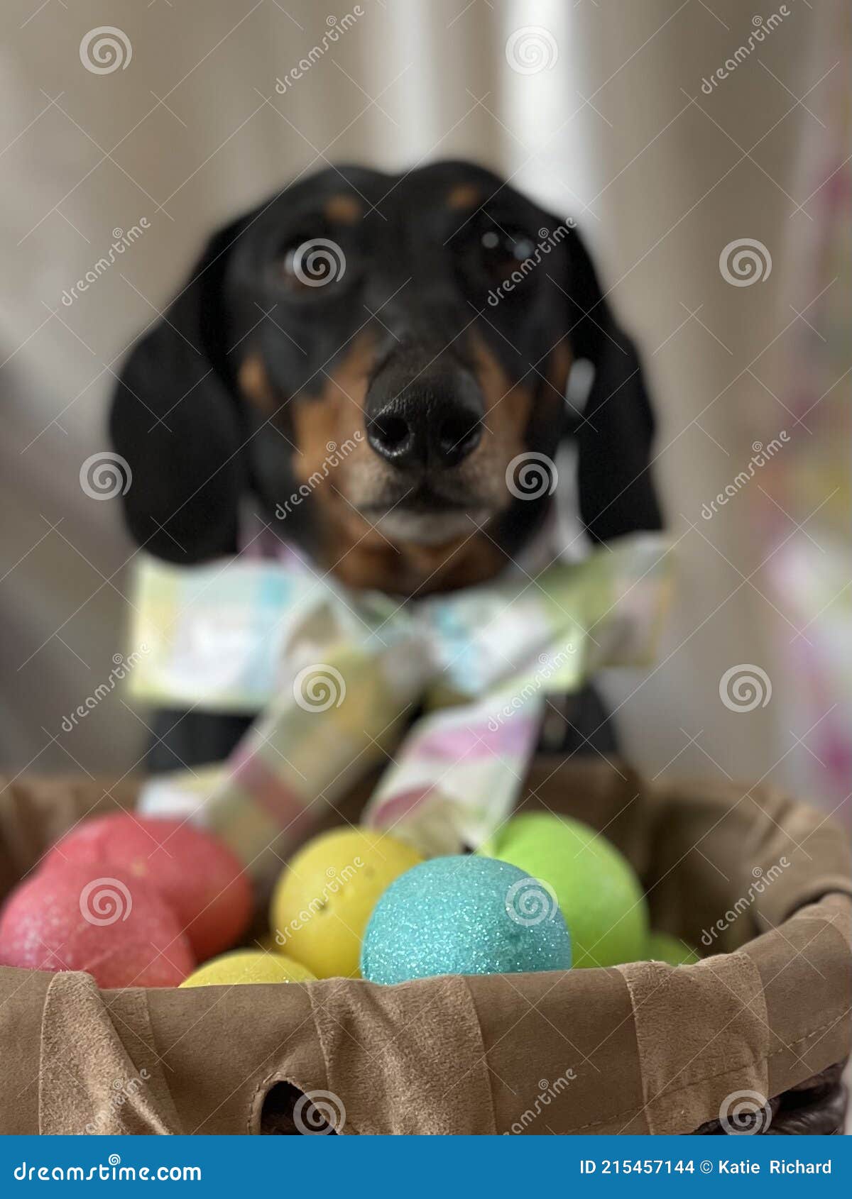 Dachshund Posing for Easter Picture Stock Photo - Image of baskets ...