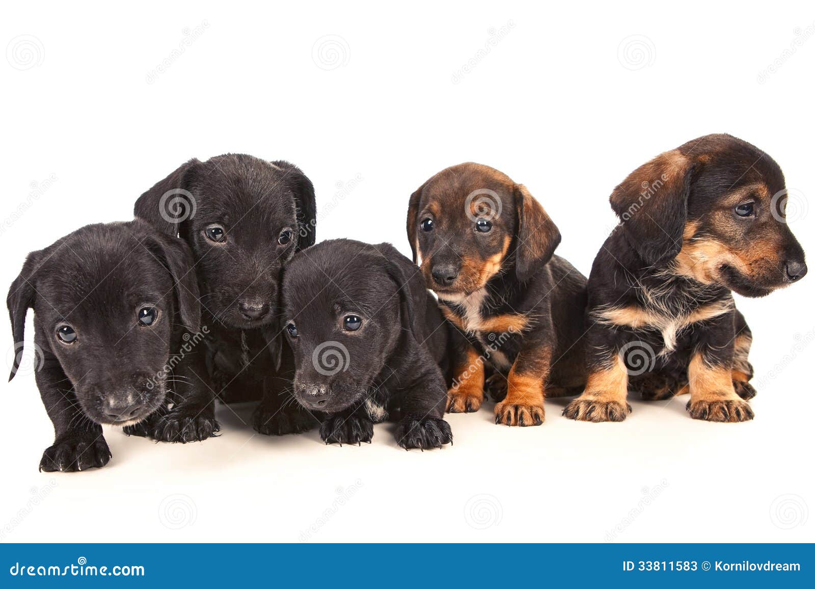 Dachshund puppies stock image. Image of background, funny - 33811583