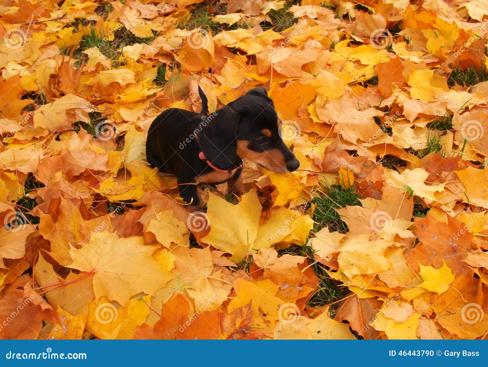 Dachshund puppy stock photo. Image of sitting, domestic - 46443790