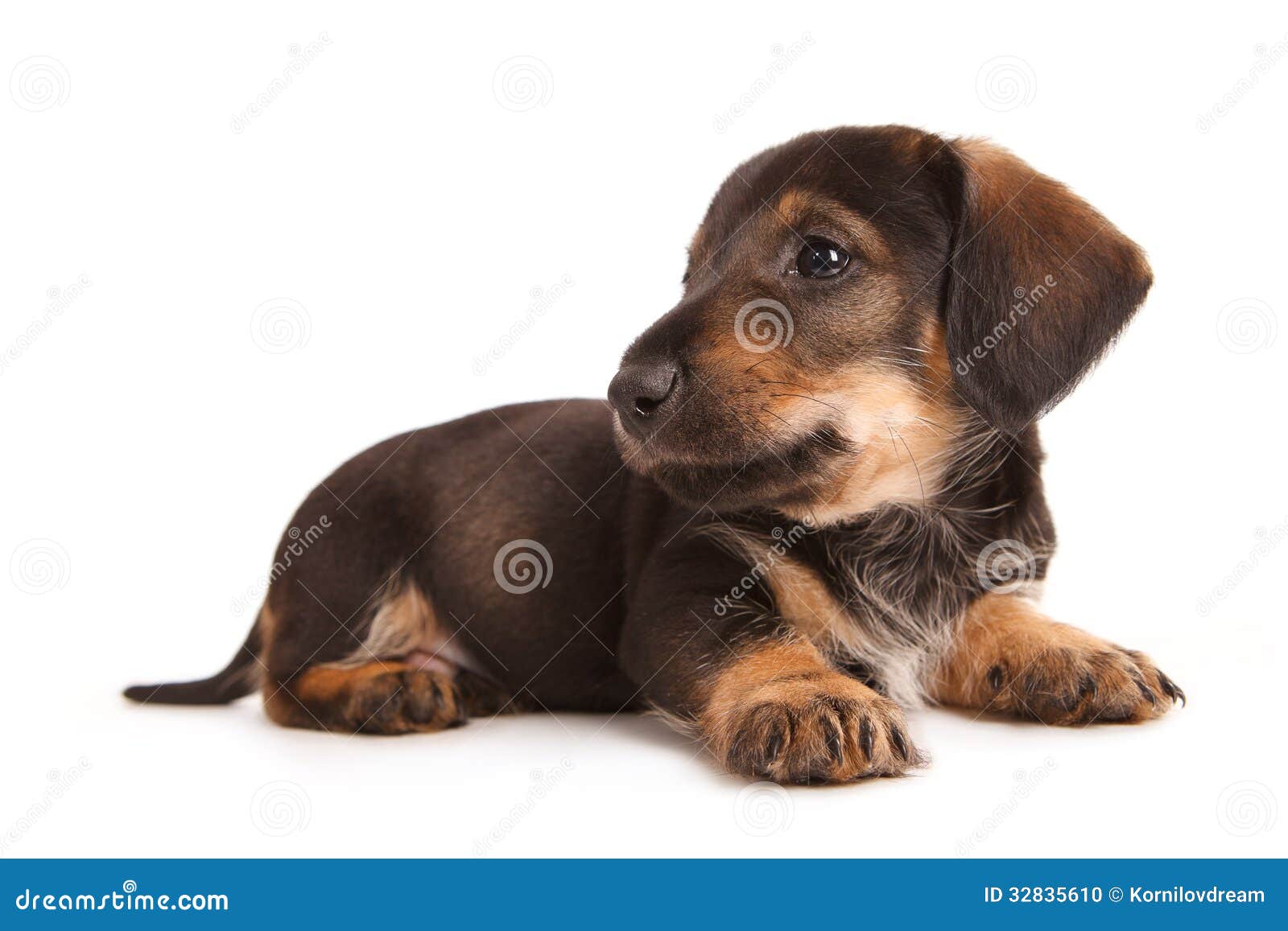 Dachshund stock photo. Image of cute, breed, adorable - 32835610