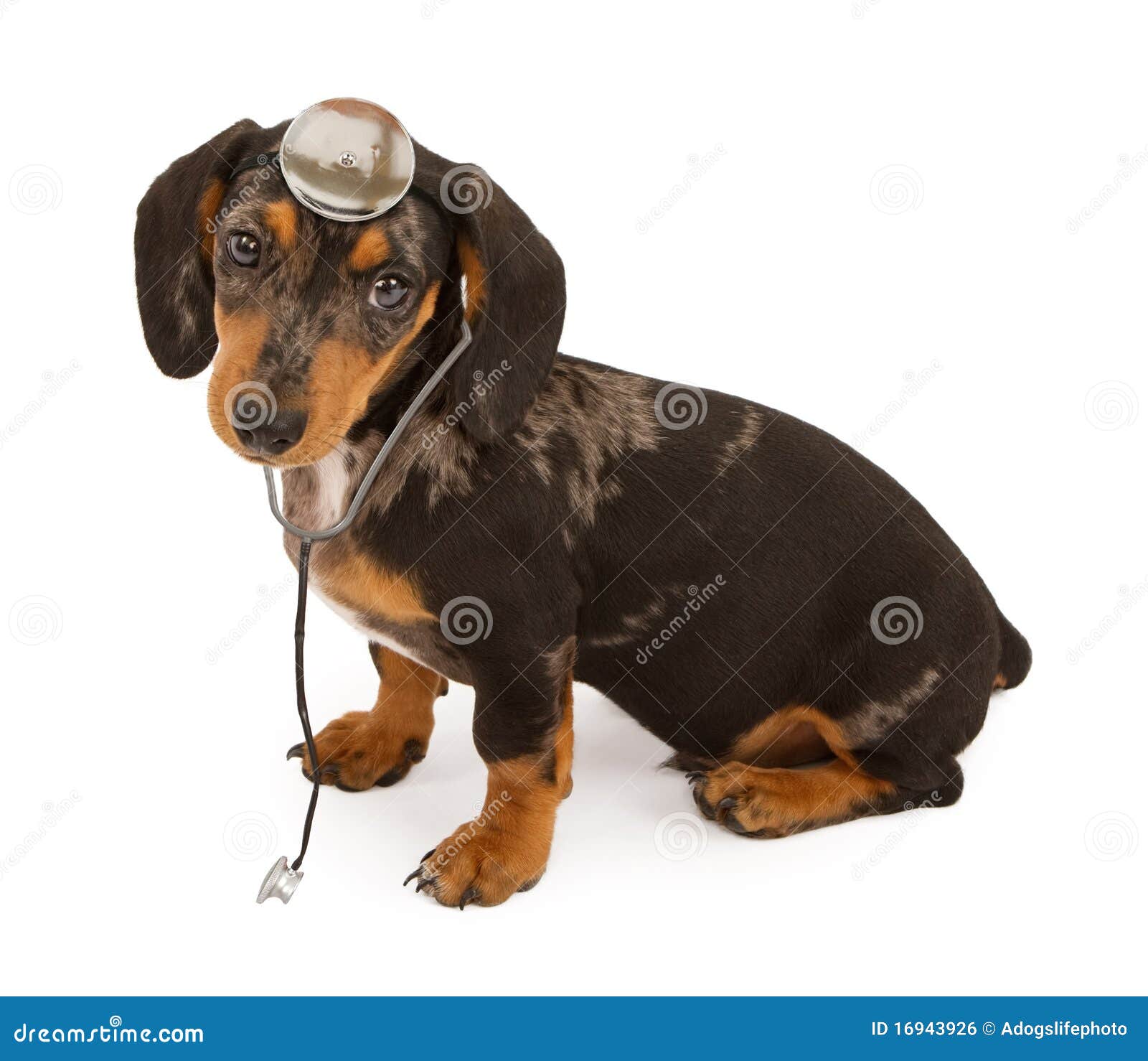 Dachshund Puppy Veterinarian Stock Photo - Image of healthcare, rescue ...