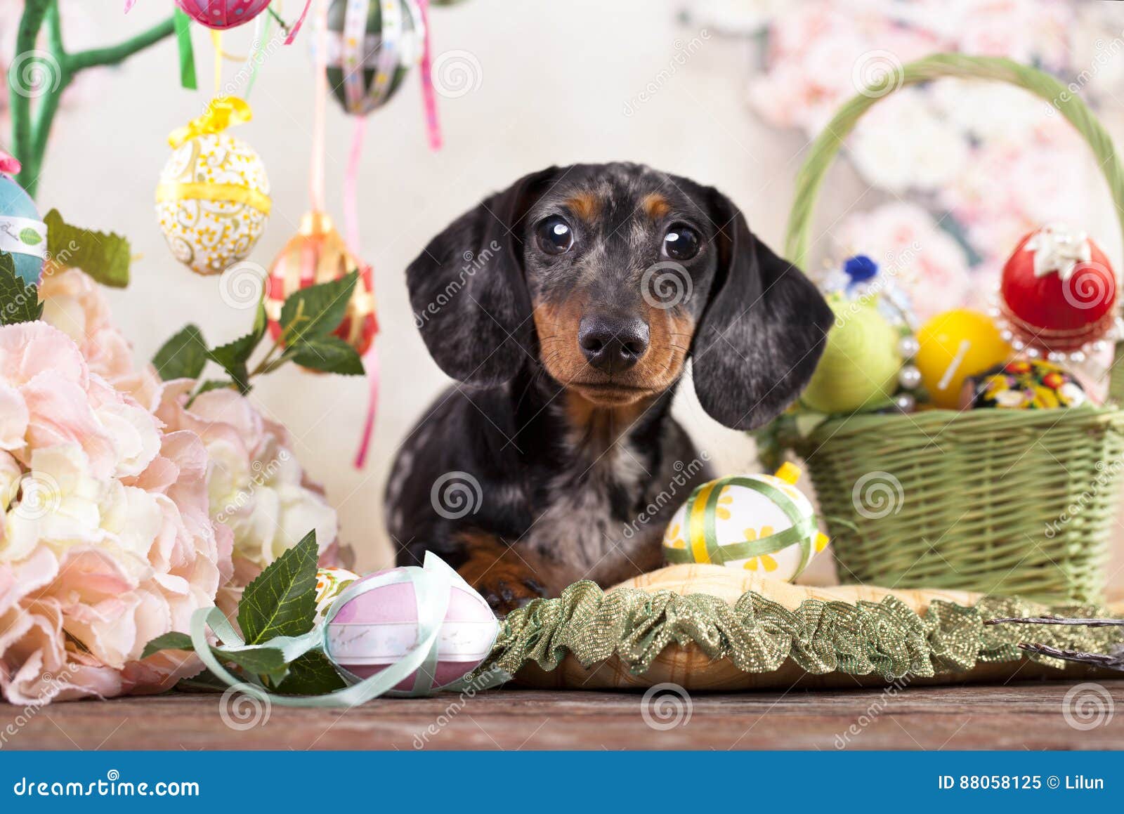 Dachshund rabbit stock image. Image of easter, head, card - 88058125