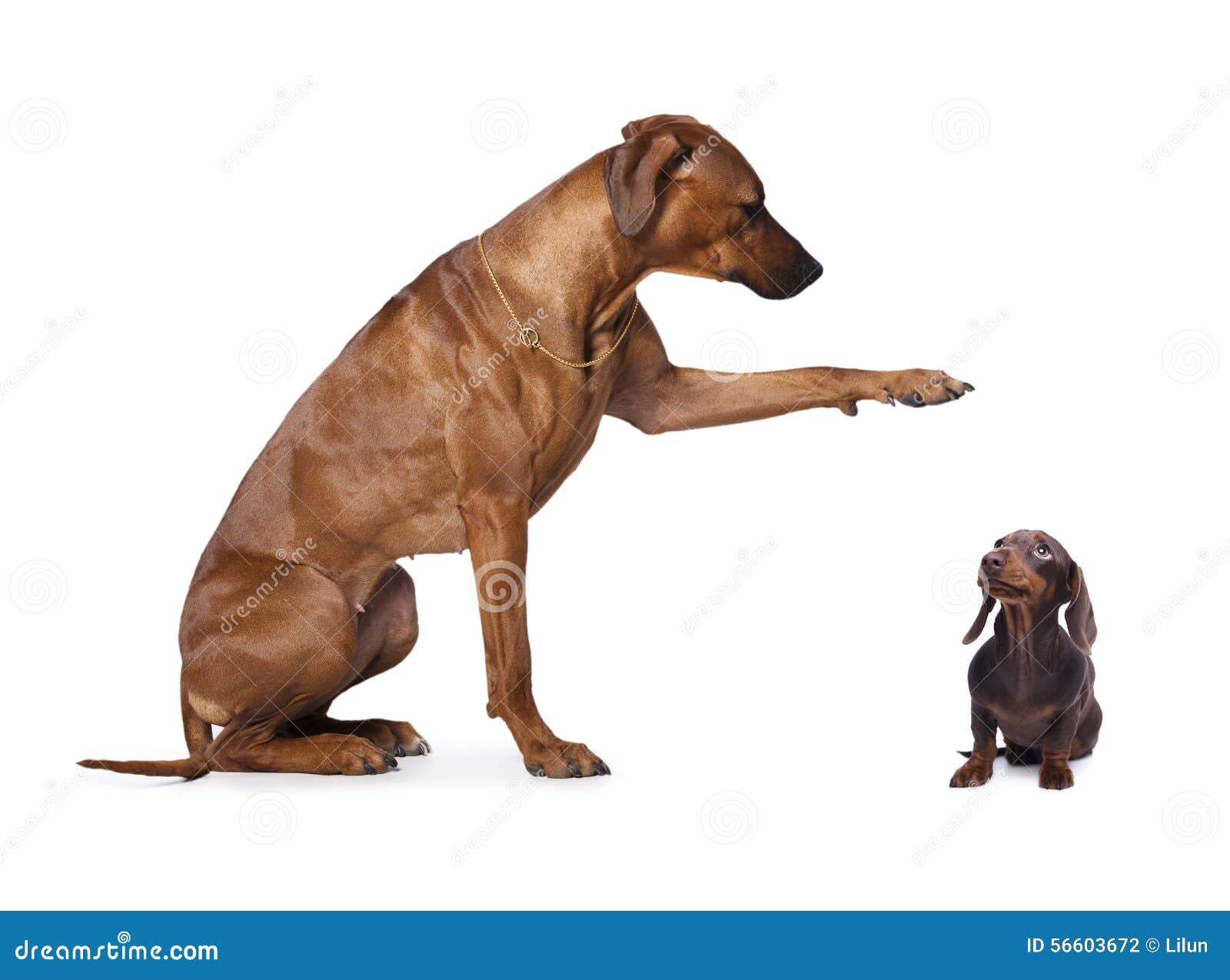 Rhodesian Ridgeback Dachshund Mix