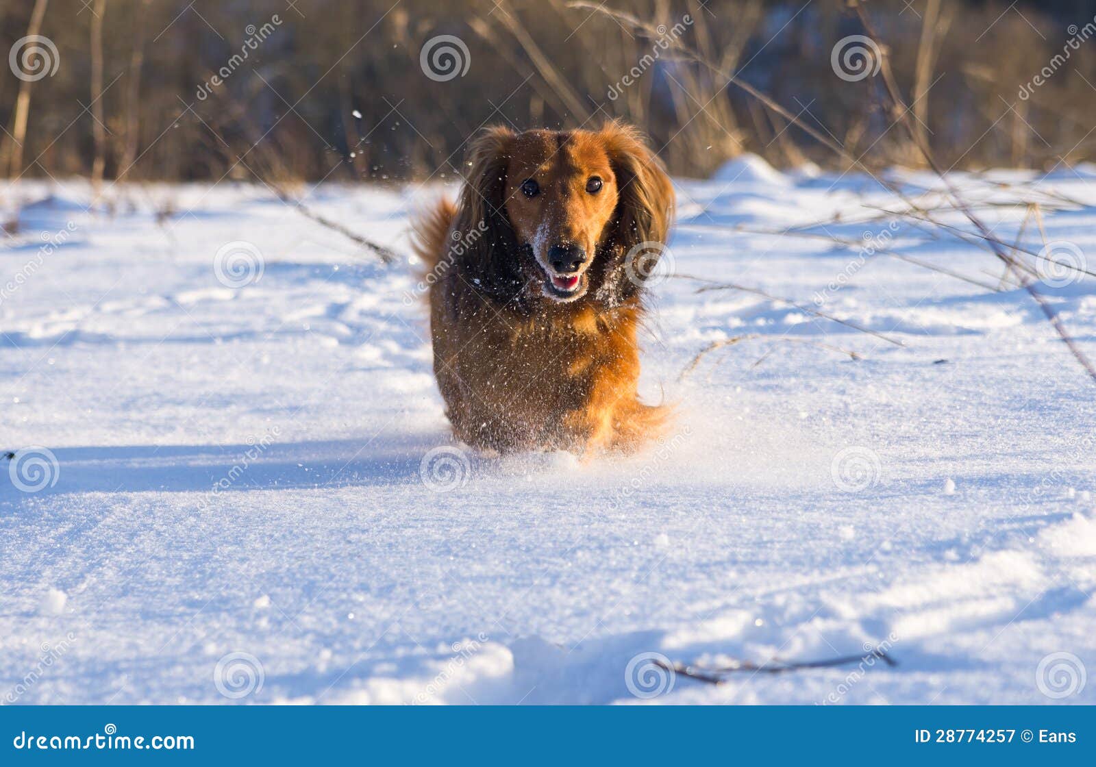 Dachshund running stock image. Image of haired, long - 28774257